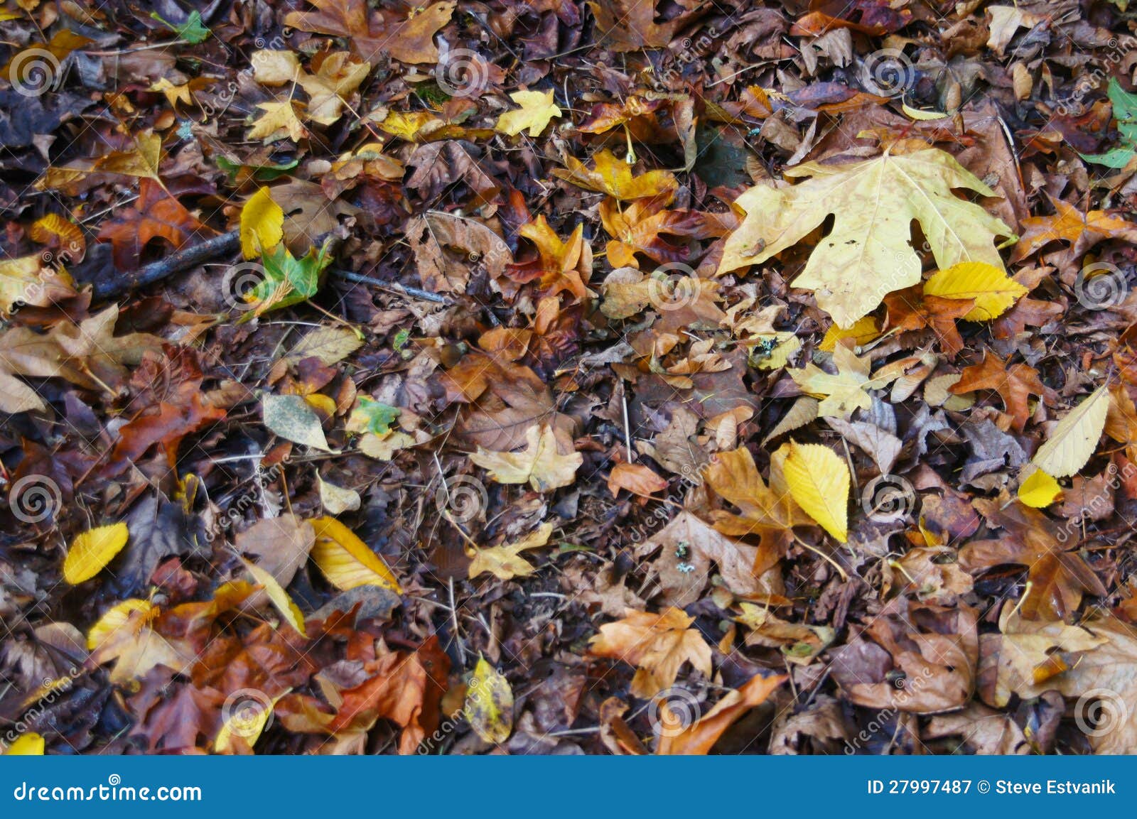 Detail, Autumn Leaves on the Forest Floor Stock Image - Image of leaf ...