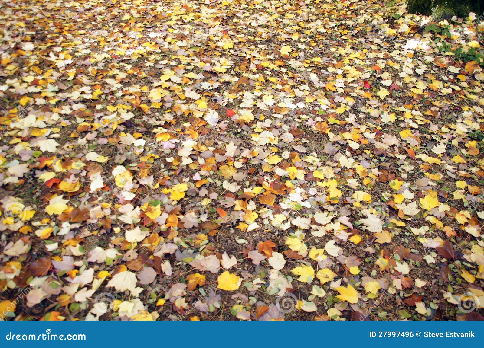 Detail, Autumn Leaves on the Forest Floor Stock Photo - Image of ...