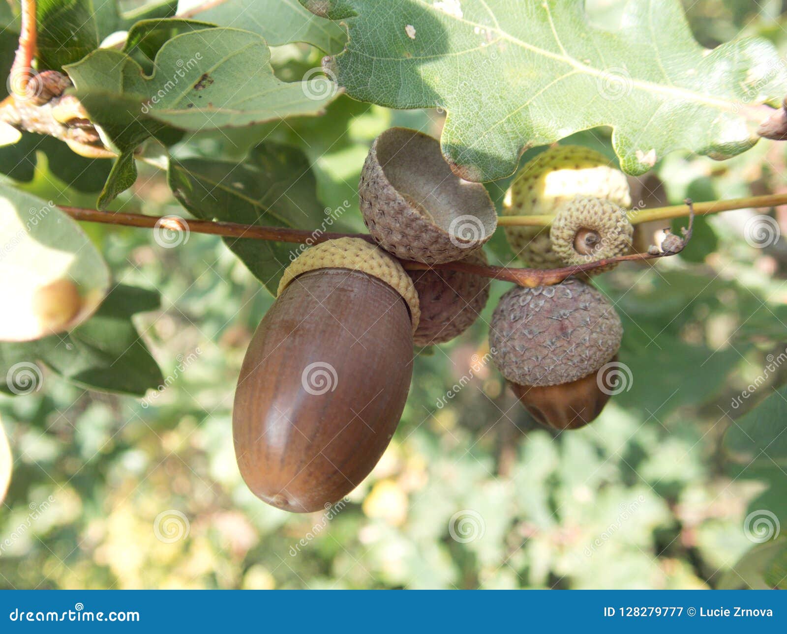 Detail of an Autumn Oak Nut on a Tree Stock Image - Image of background ...