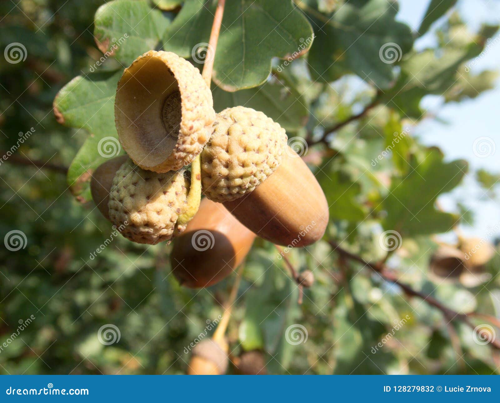 Detail of an Autumn Oak Nut on a Tree Stock Photo - Image of fruit ...