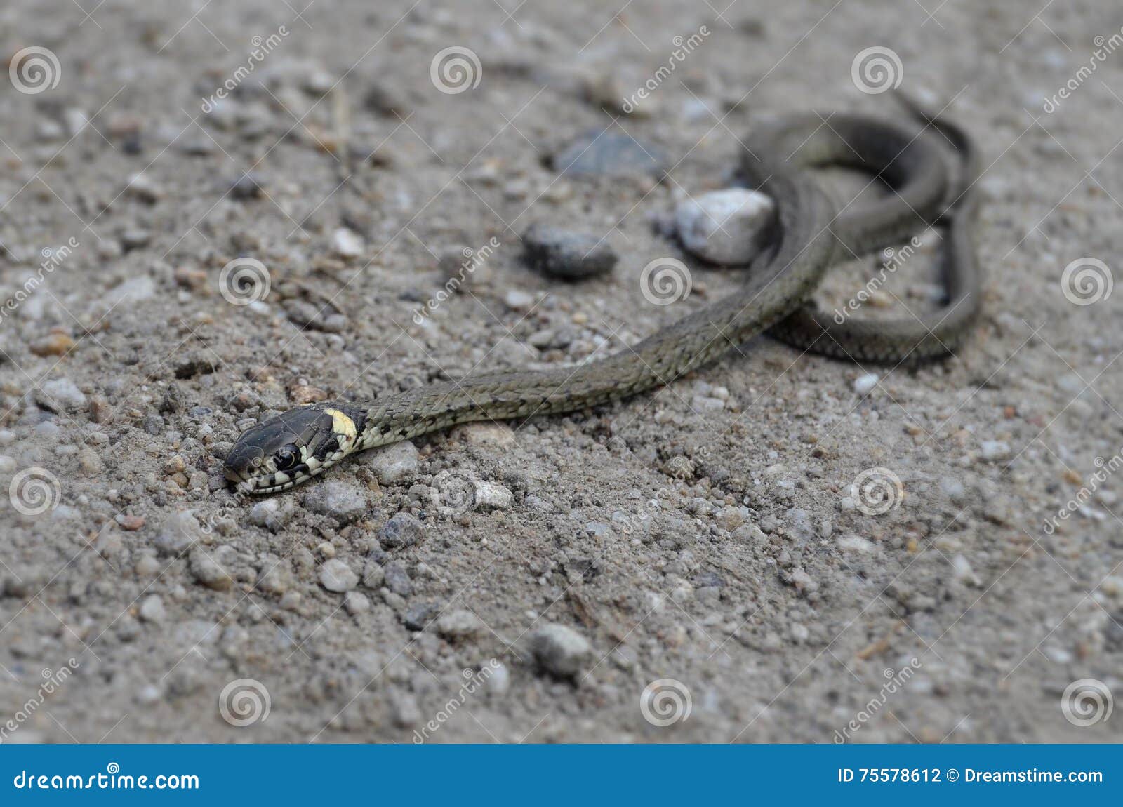 Detail of baby snake stock photo. Image of snake, detail - 75578612