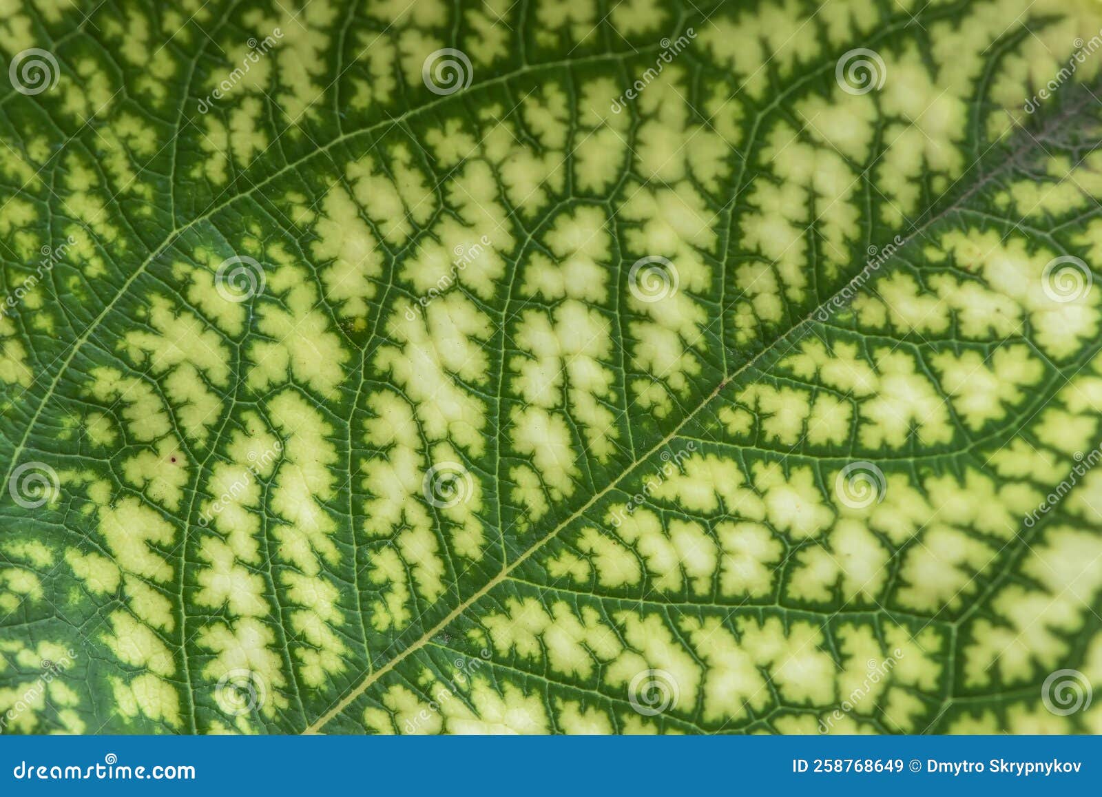 Detail of the Backlit Texture and Pattern of a Fig Leaf Plant, the ...