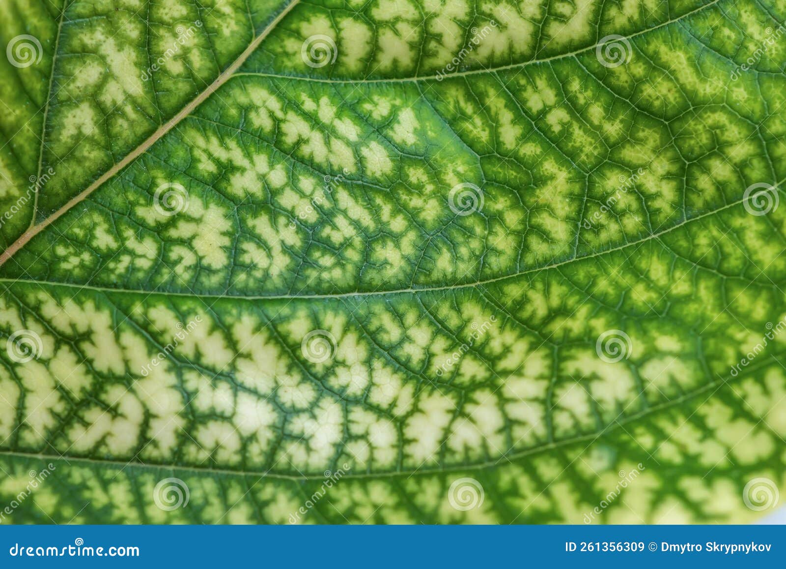Detail of the Backlit Texture and Pattern of a Fig Leaf Plant, the ...