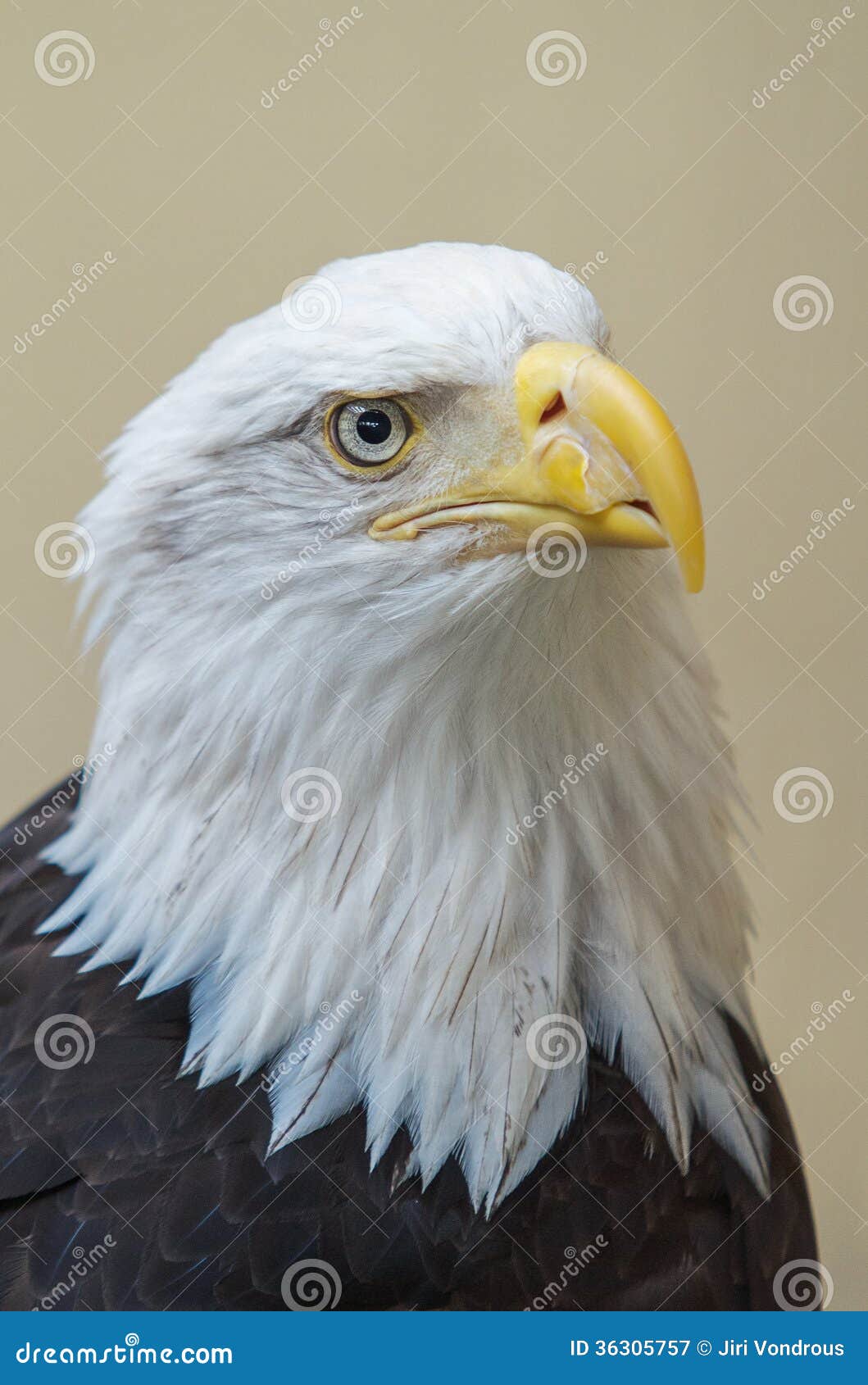 Detail of bald eagles head stock image. Image of yellow - 36305757