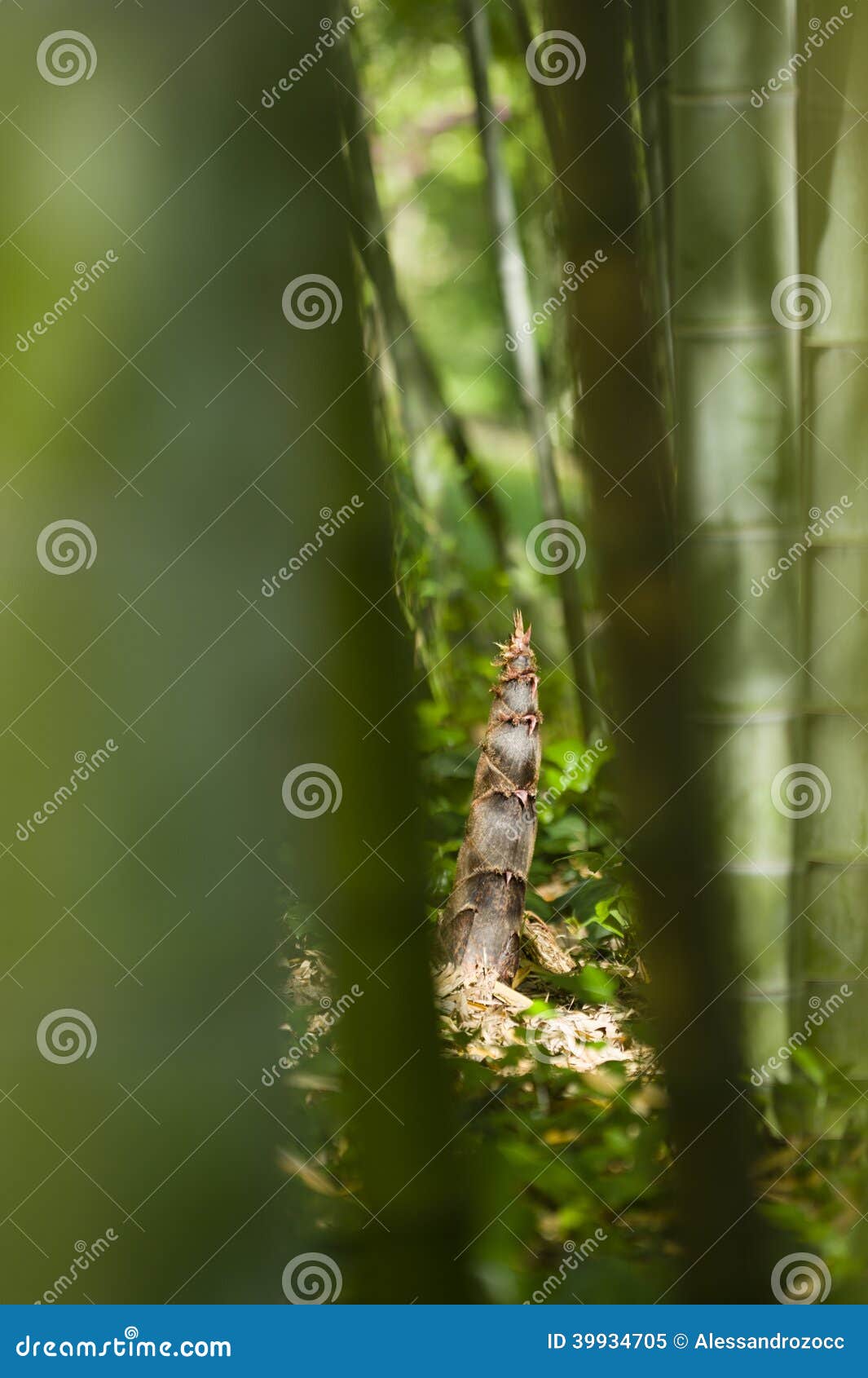 Detail of bamboo bud stock image. Image of closeup, macro - 39934705