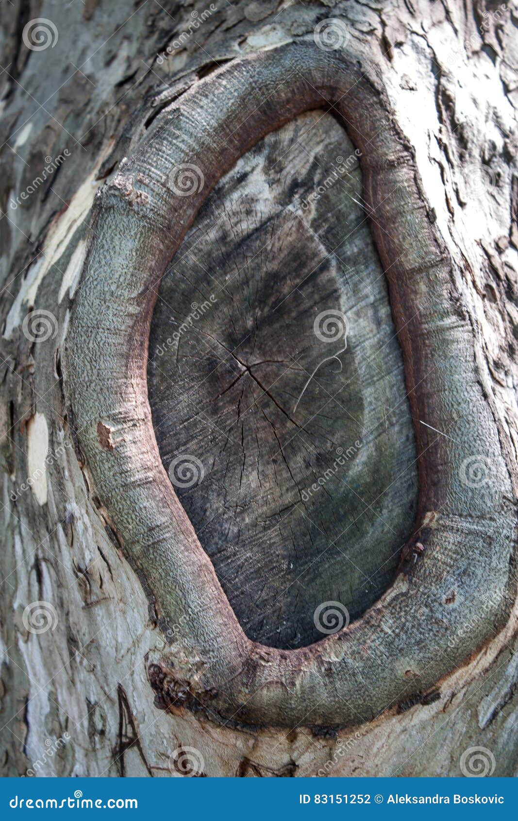 Detail of the bark stock photo. Image of view, textured - 83151252