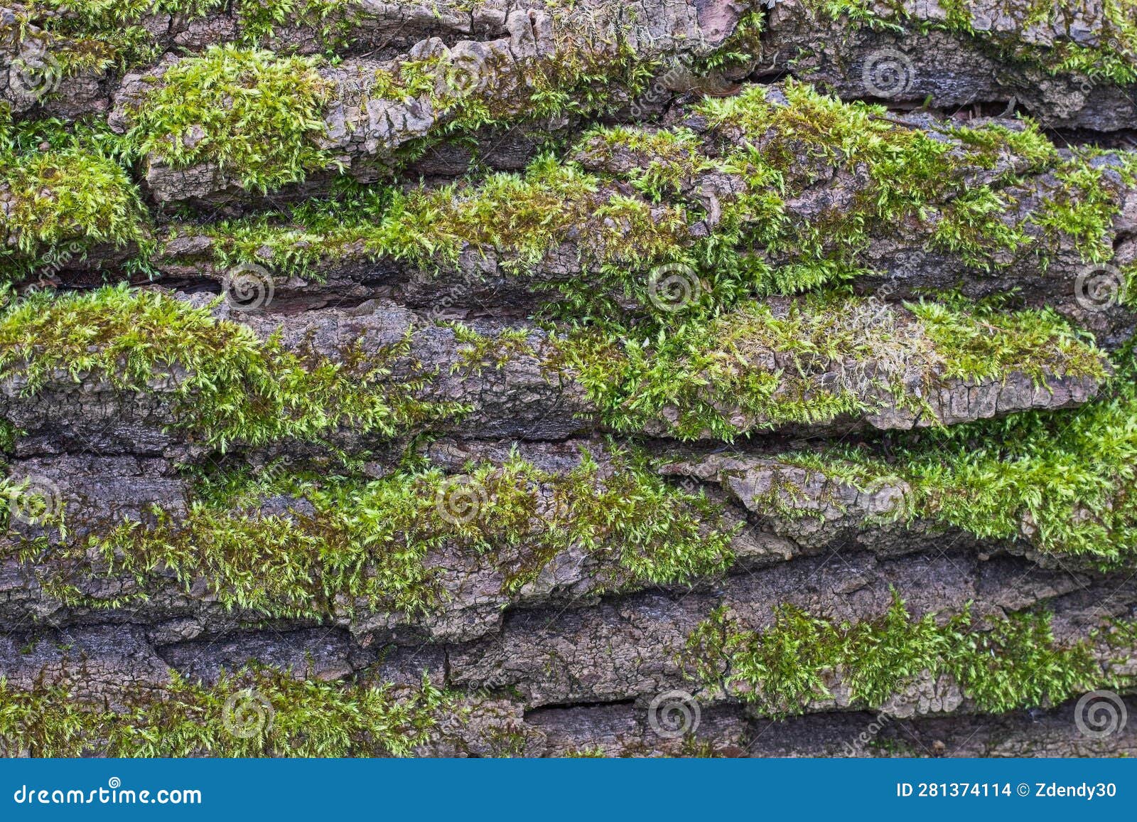 Detail of the Bark of a Fallen Willow Overgrown with Moss Stock Photo ...