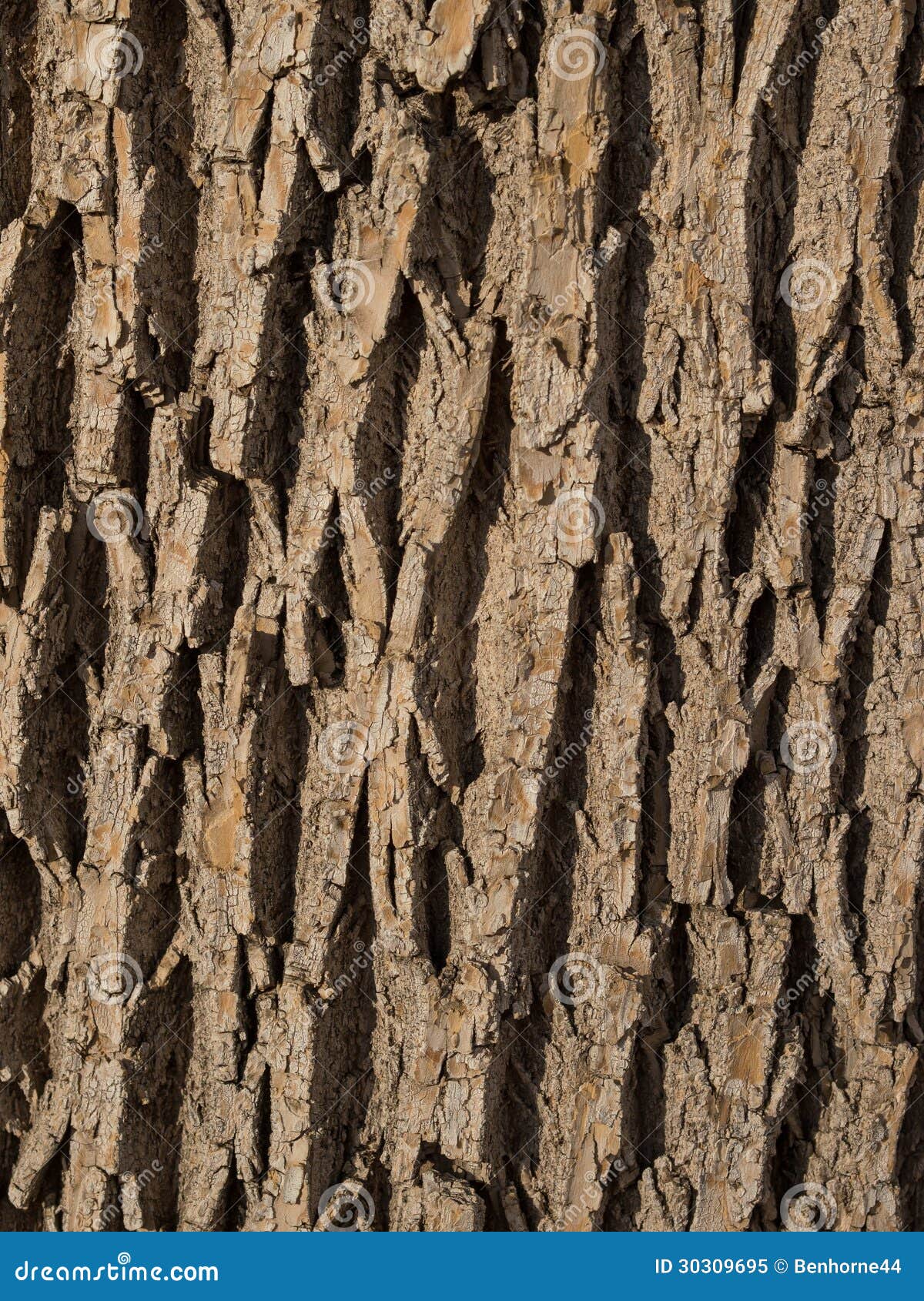 Bark Detail stock image. Image of shadow, trunk, vertical - 30309695