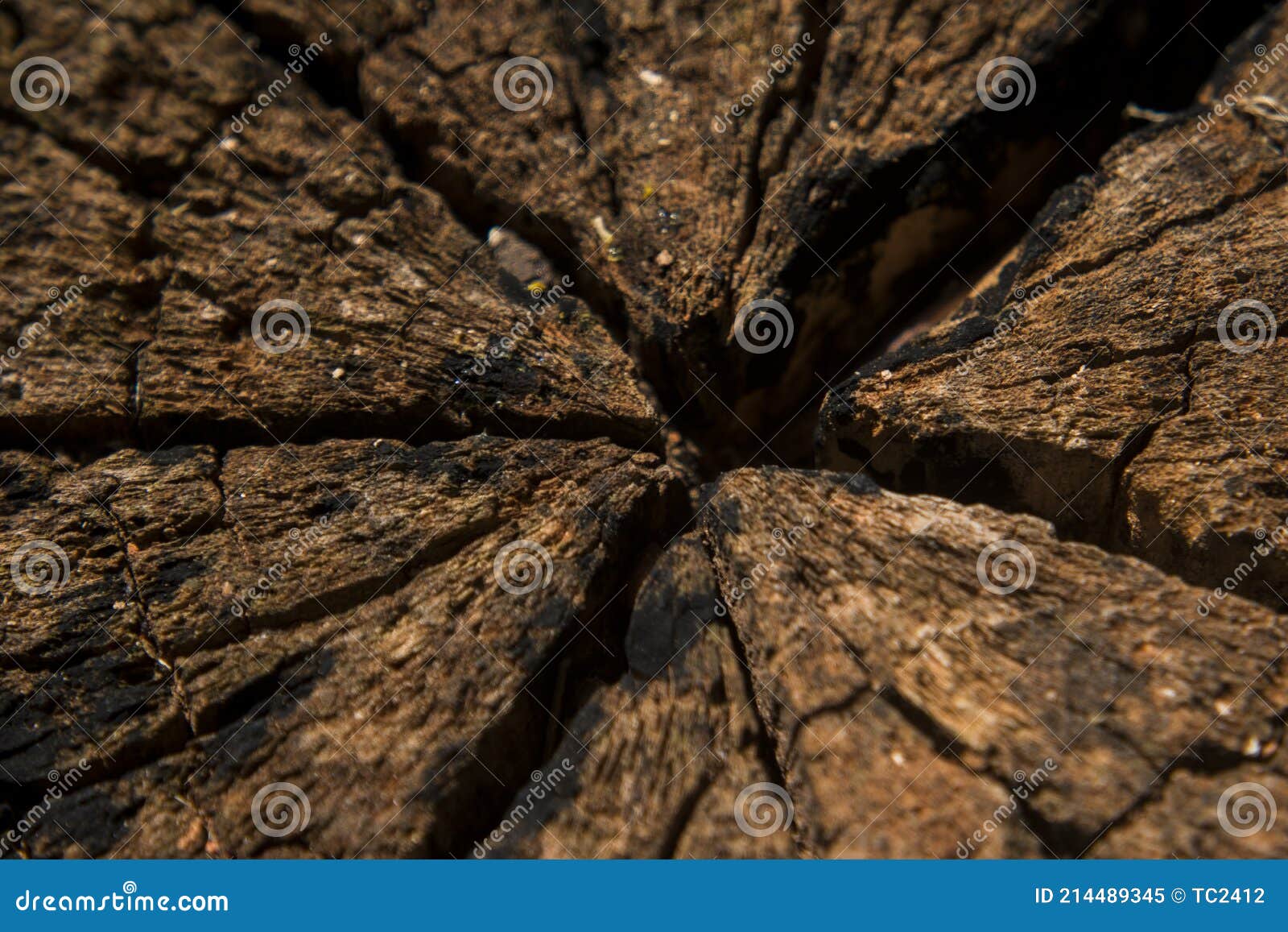 Closeup Photo of a Tree Trunk Stock Image - Image of abstract, trunk ...