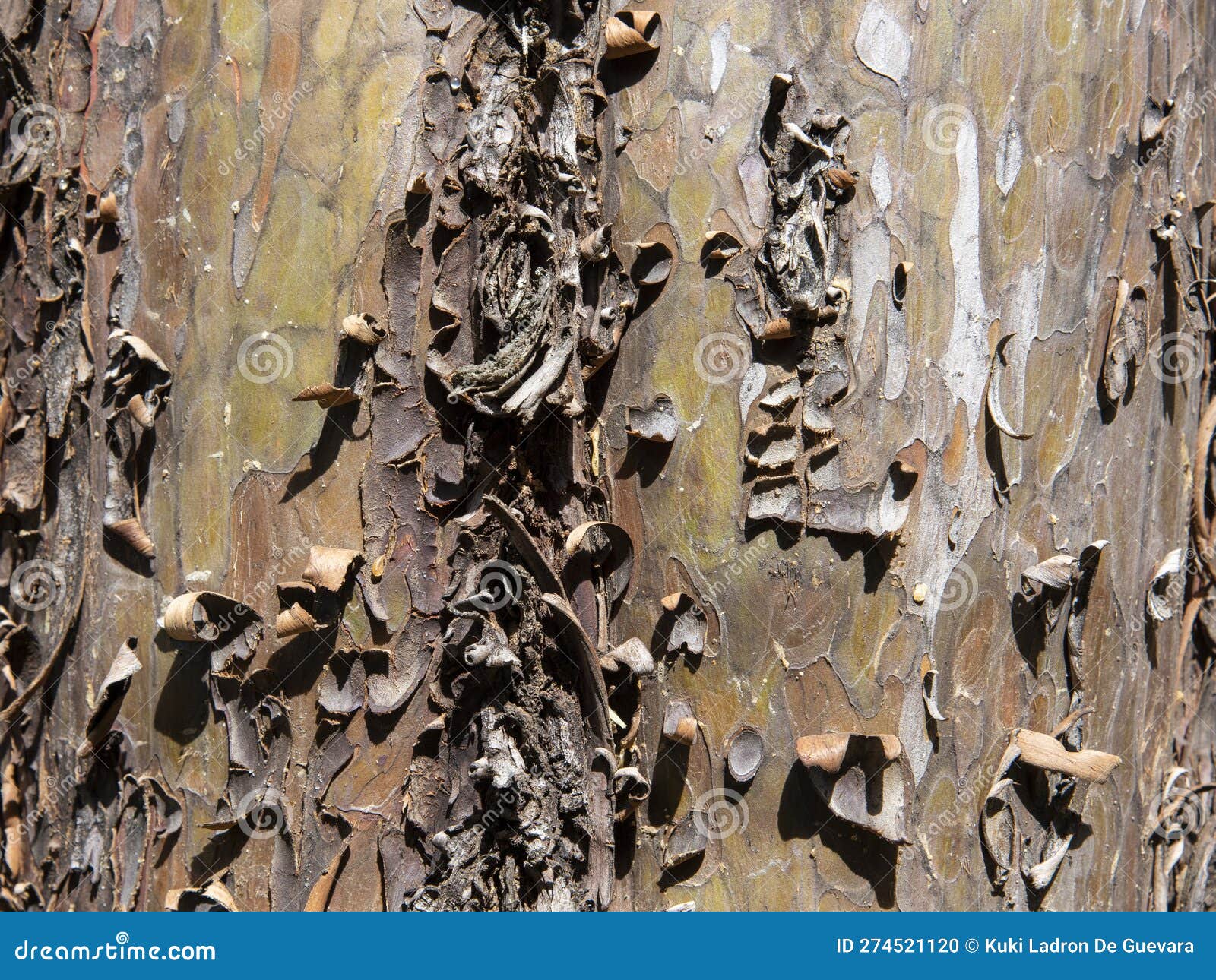 Detail of the Bark of a Tree Trunk Stock Photo - Image of languidecer ...