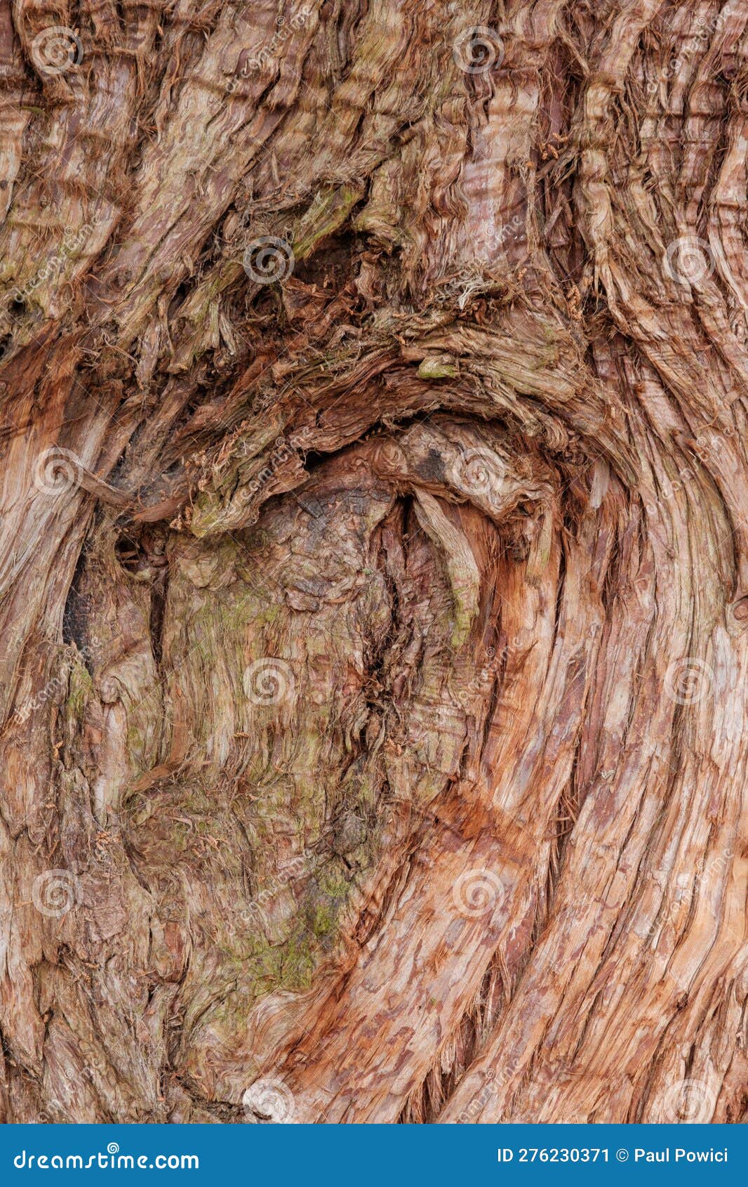Detail of Bark Trunk of a Japenese Cedar Tree Stock Image - Image of ...