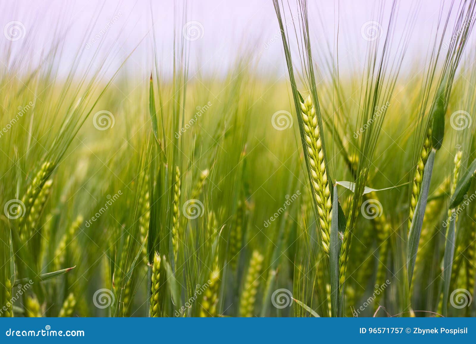 Detail of barley field. stock image. Image of closeup - 96571757