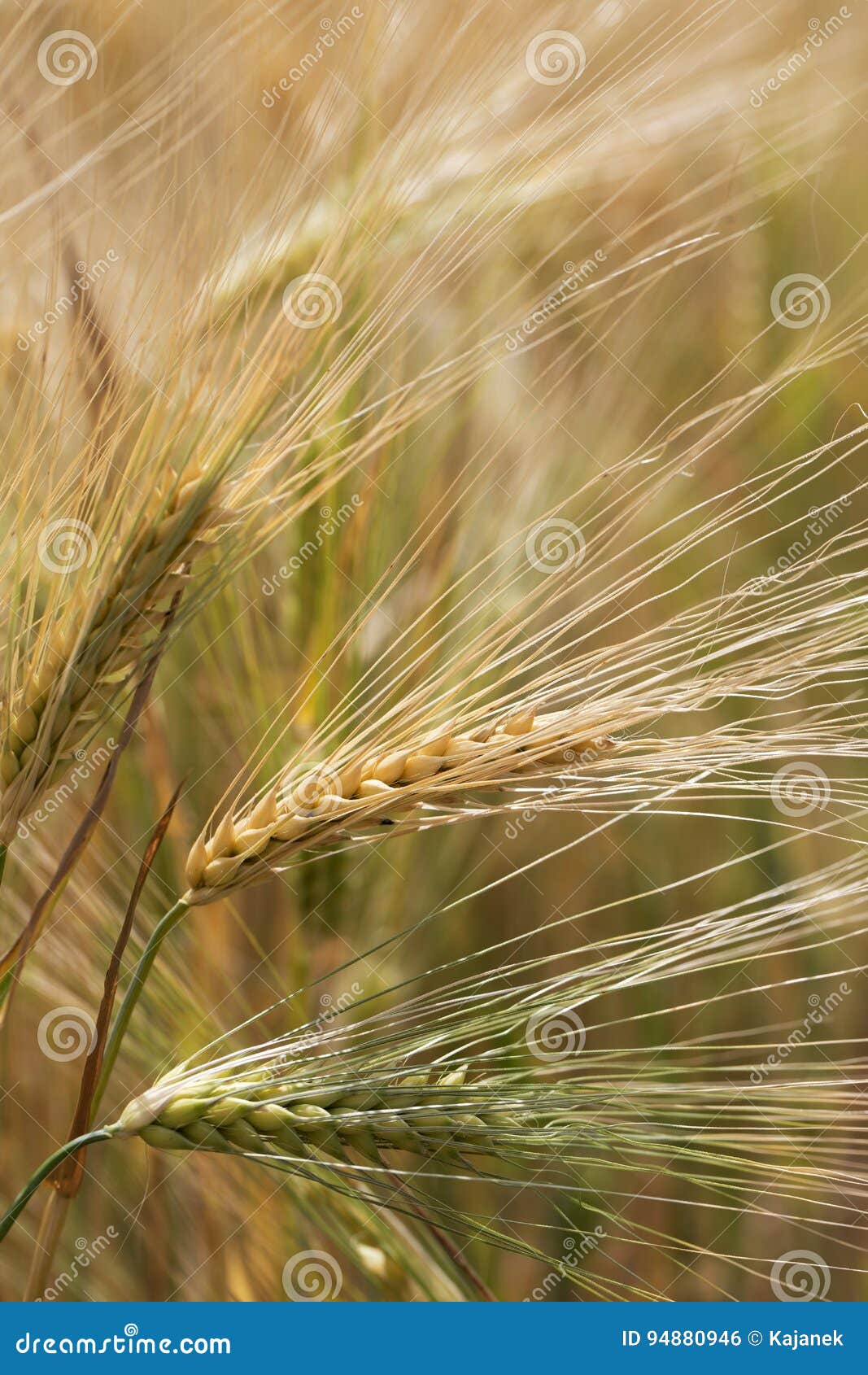 Detail of Barley Spike in Spring Countryside Stock Photo - Image of ...