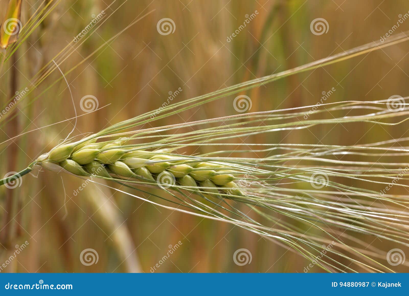 Detail of Barley Spike in Spring Countryside Stock Image - Image of ...