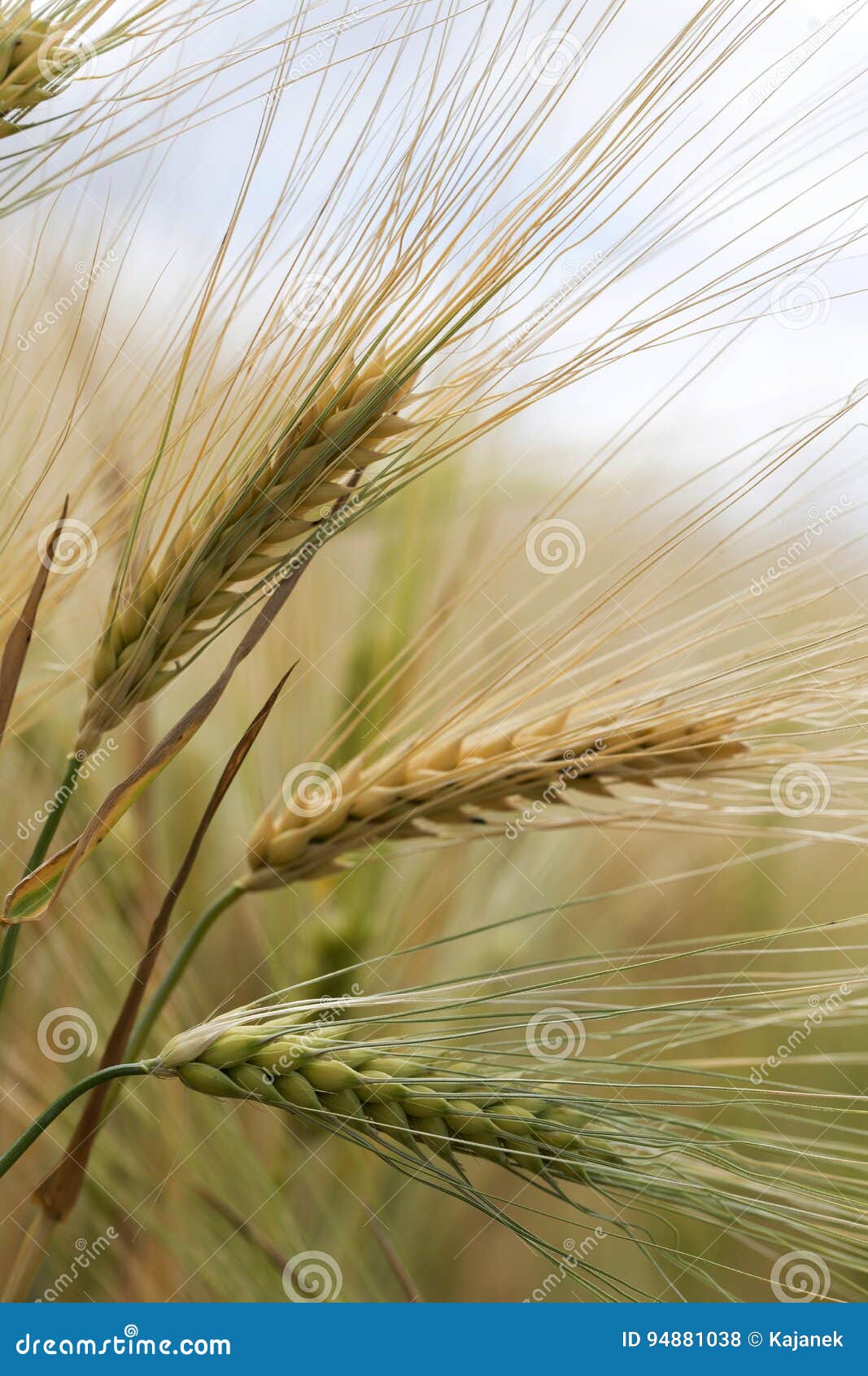 Detail of Barley Spike in Spring Countryside Stock Photo - Image of ...