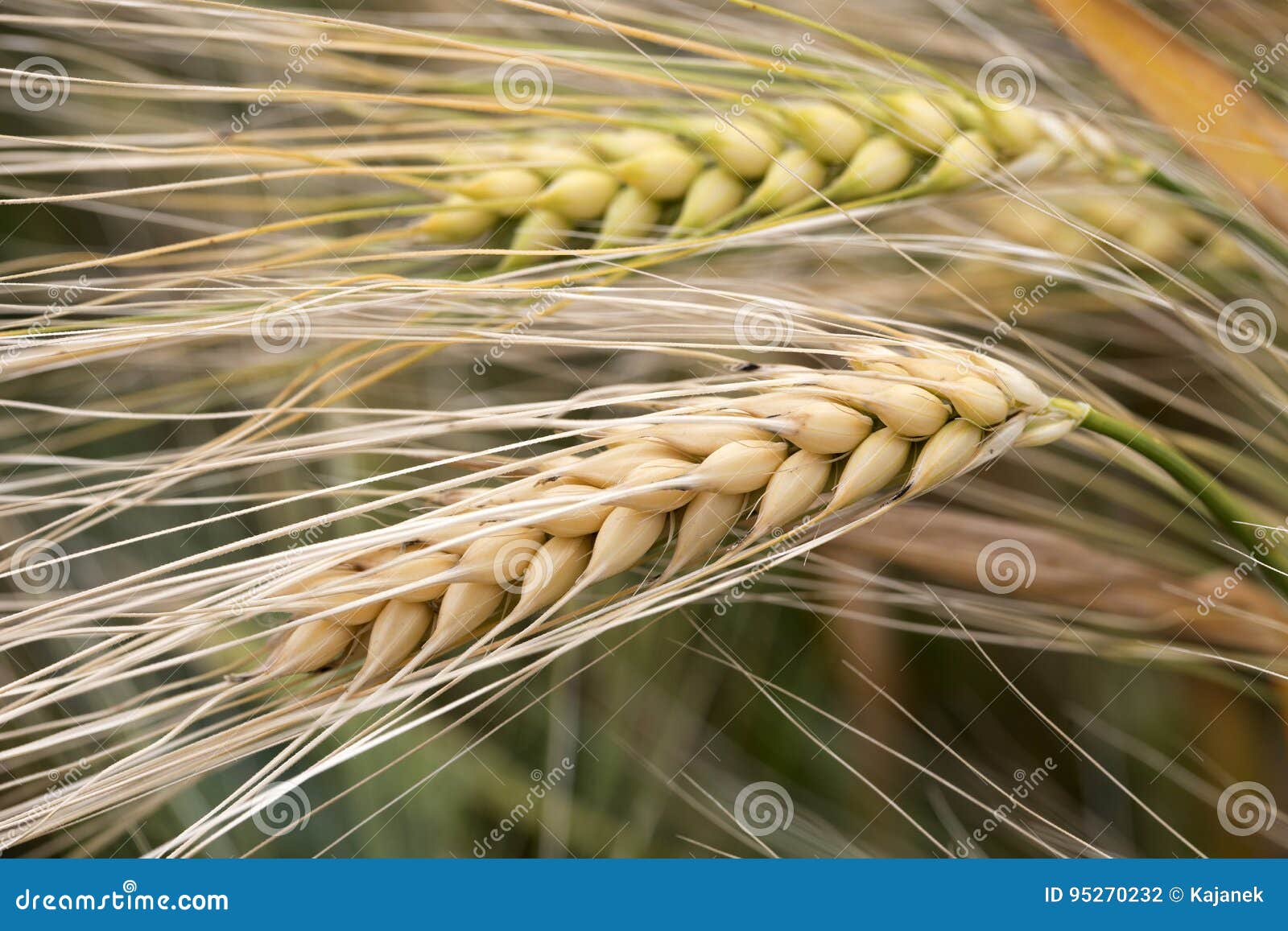 Detail of Barley Spike from the Spring Field Stock Photo - Image of ...