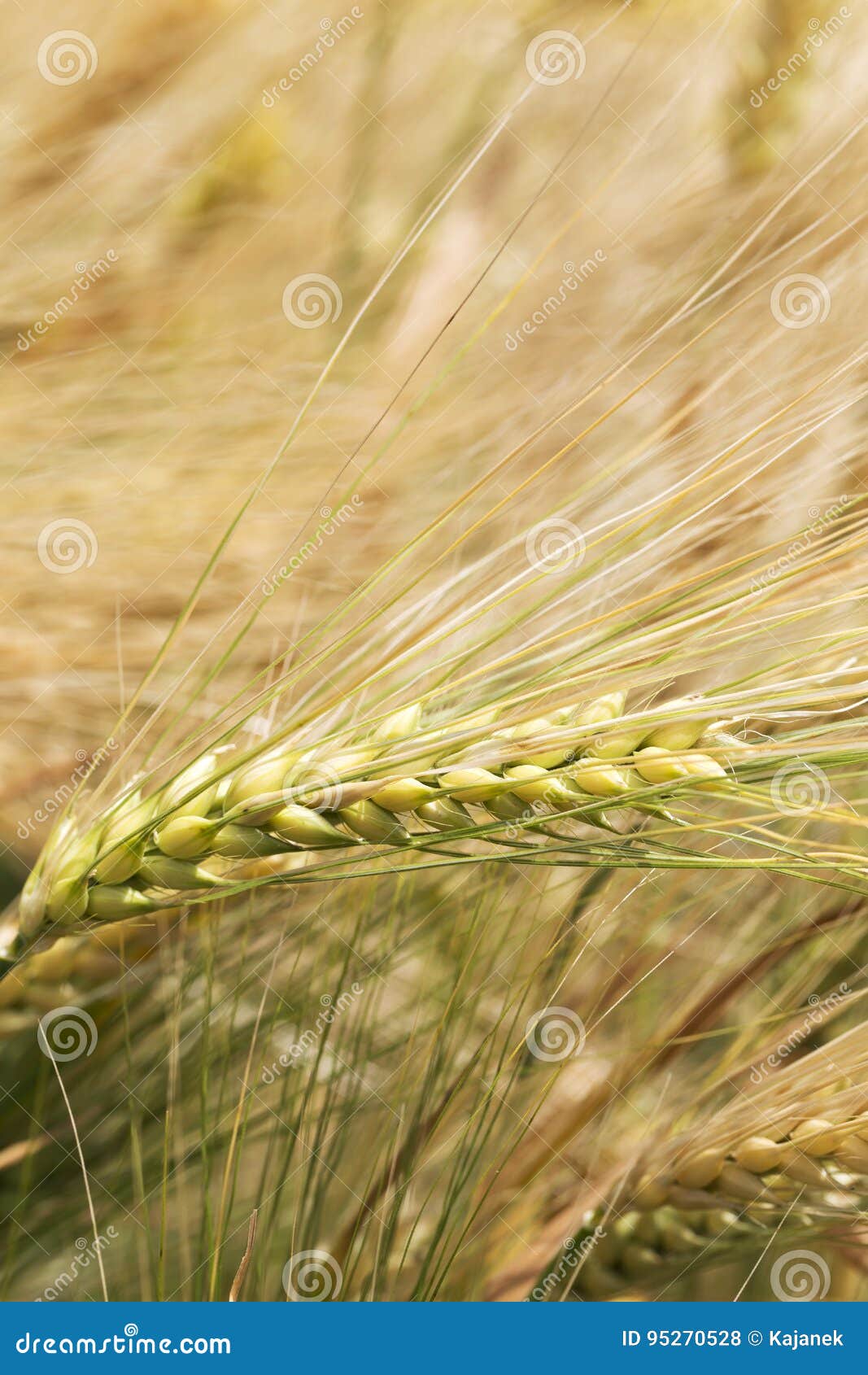 Detail of Barley Spike from the Spring Field Stock Photo - Image of ...