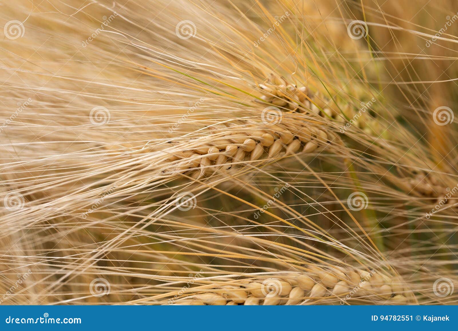 Detail of Barley Spike in the Spring Nature Stock Image - Image of ...