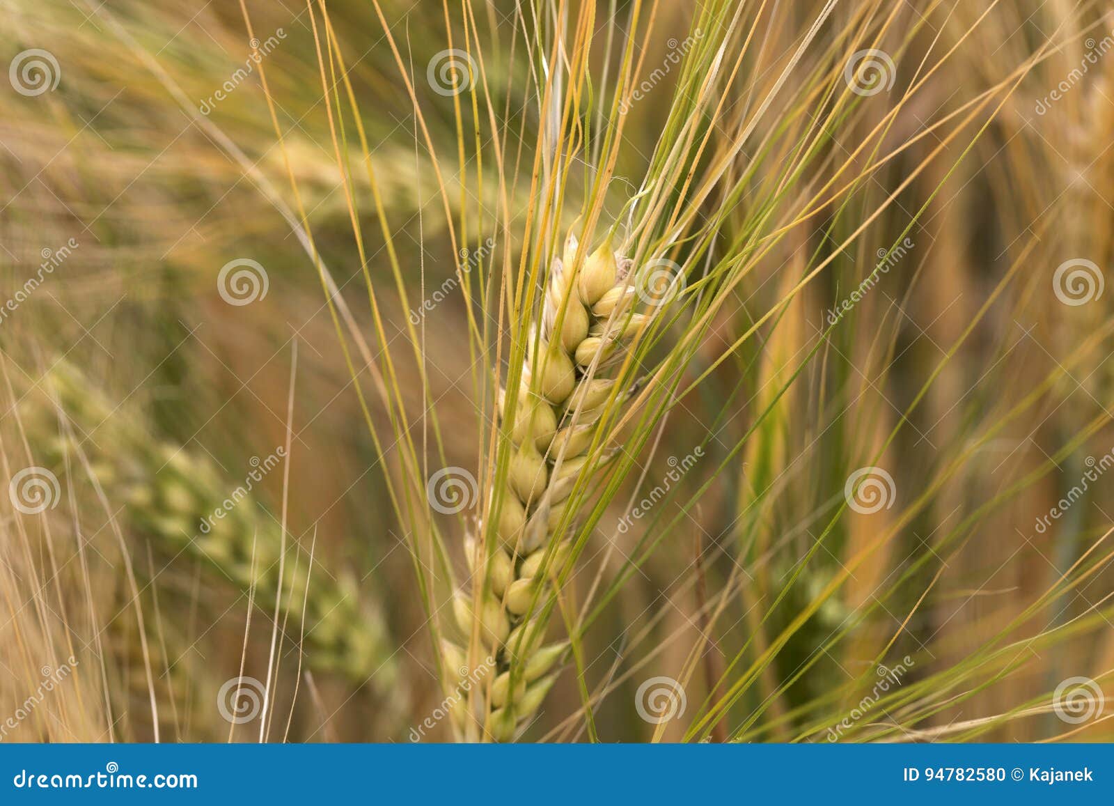 Detail of Barley Spike in the Spring Nature Stock Photo - Image of beer ...