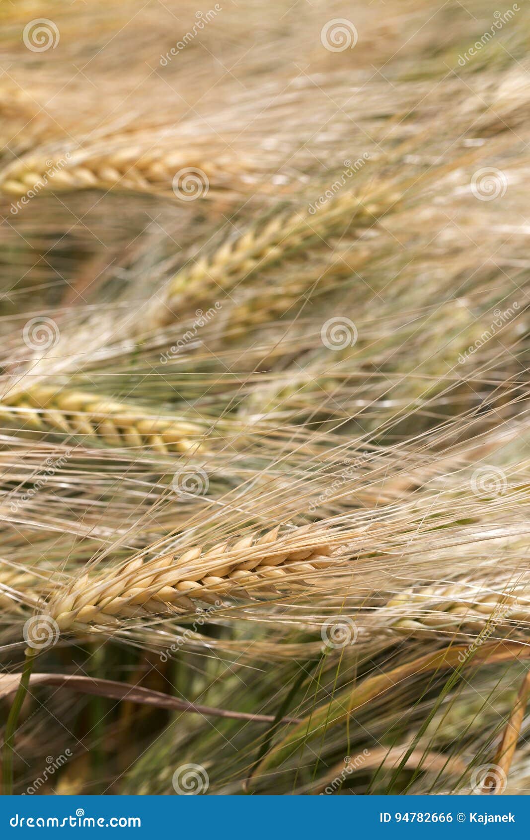 Detail of Barley Spike in the Spring Nature Stock Photo - Image of ...
