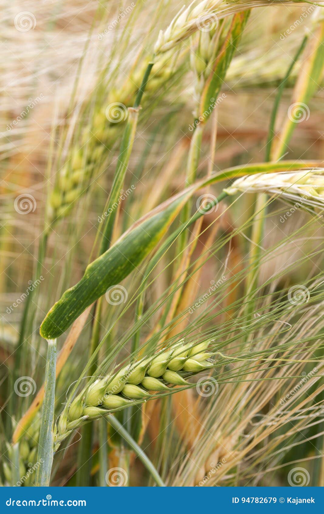 Detail of Barley Spike in the Spring Nature Stock Image - Image of ...