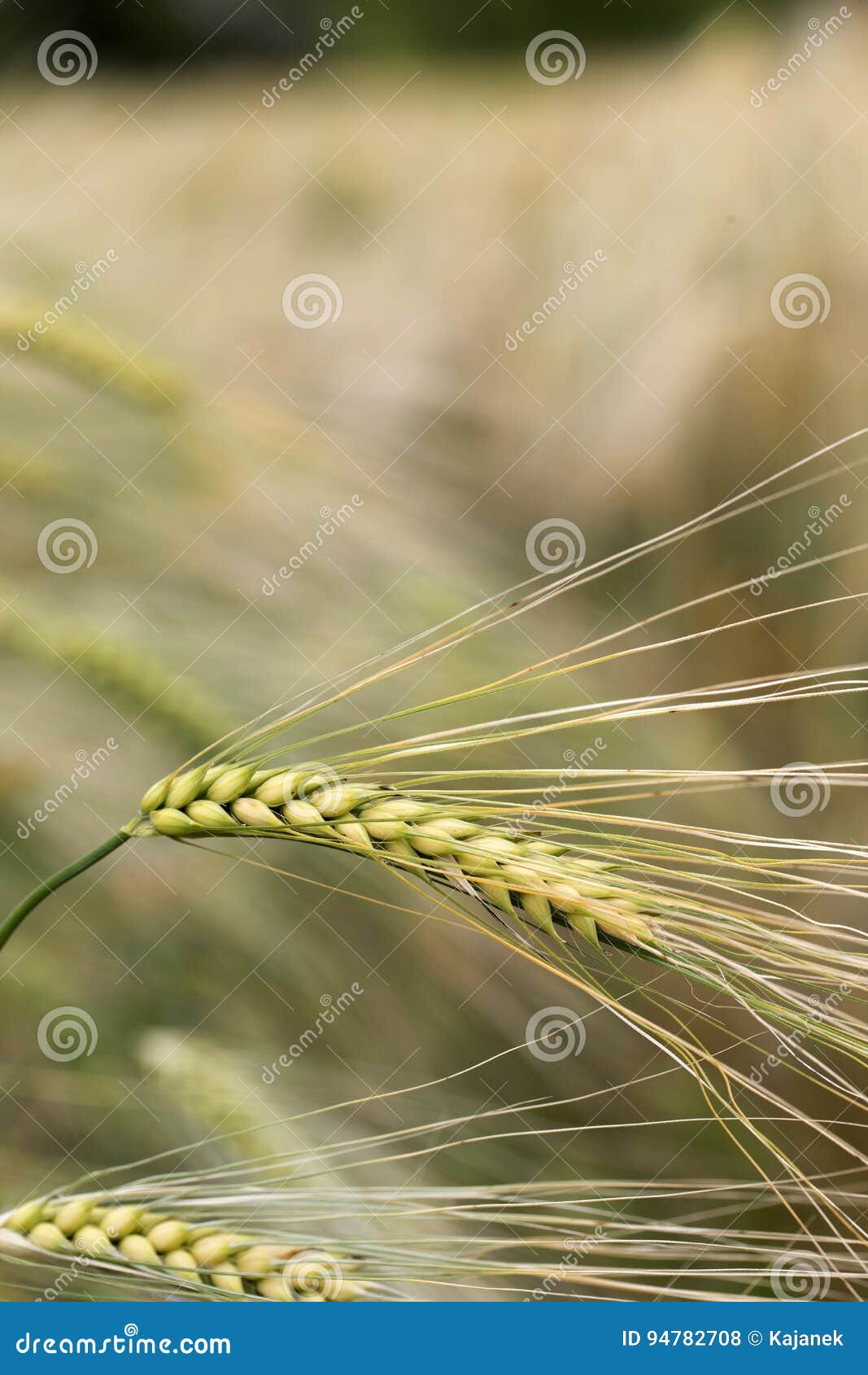 Detail of Barley Spike in the Spring Nature Stock Photo - Image of ...