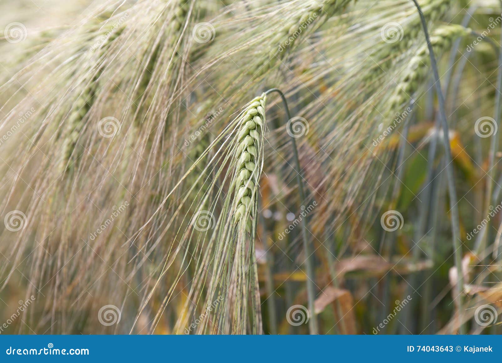 Detail of Barley Spikes on the Summer Field Stock Image - Image of ...