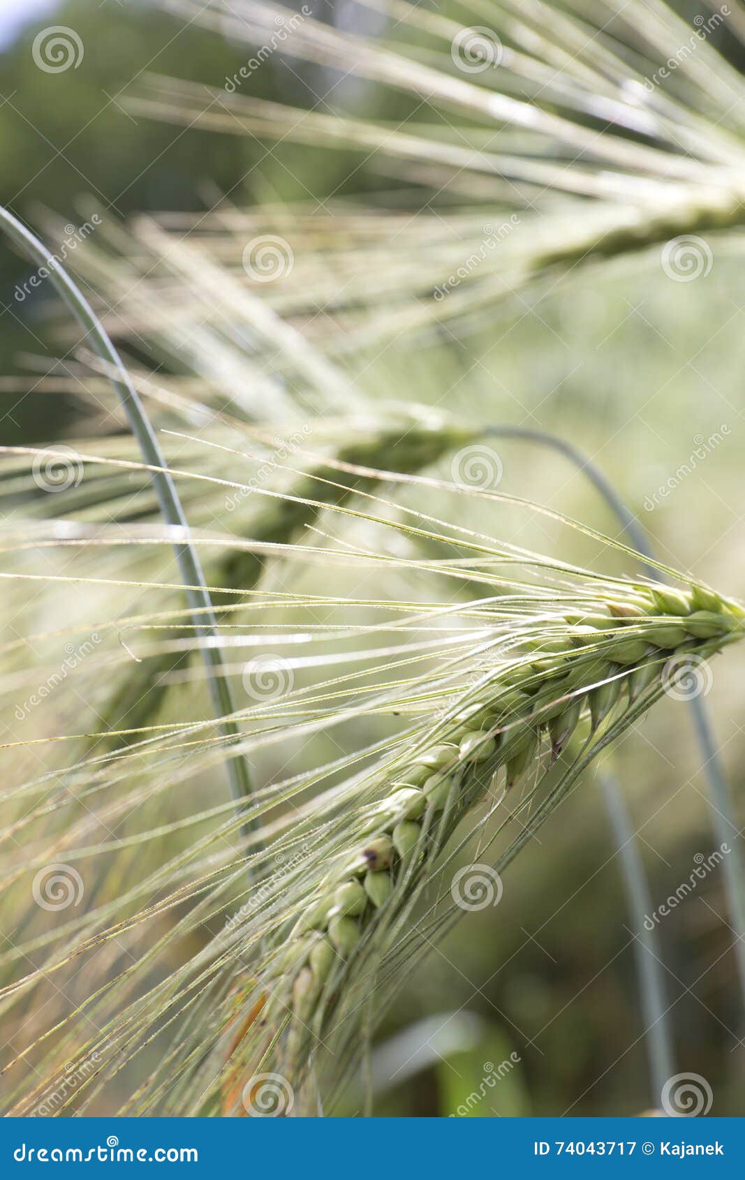Detail of Barley Spikes on the Summer Field Stock Image - Image of ...