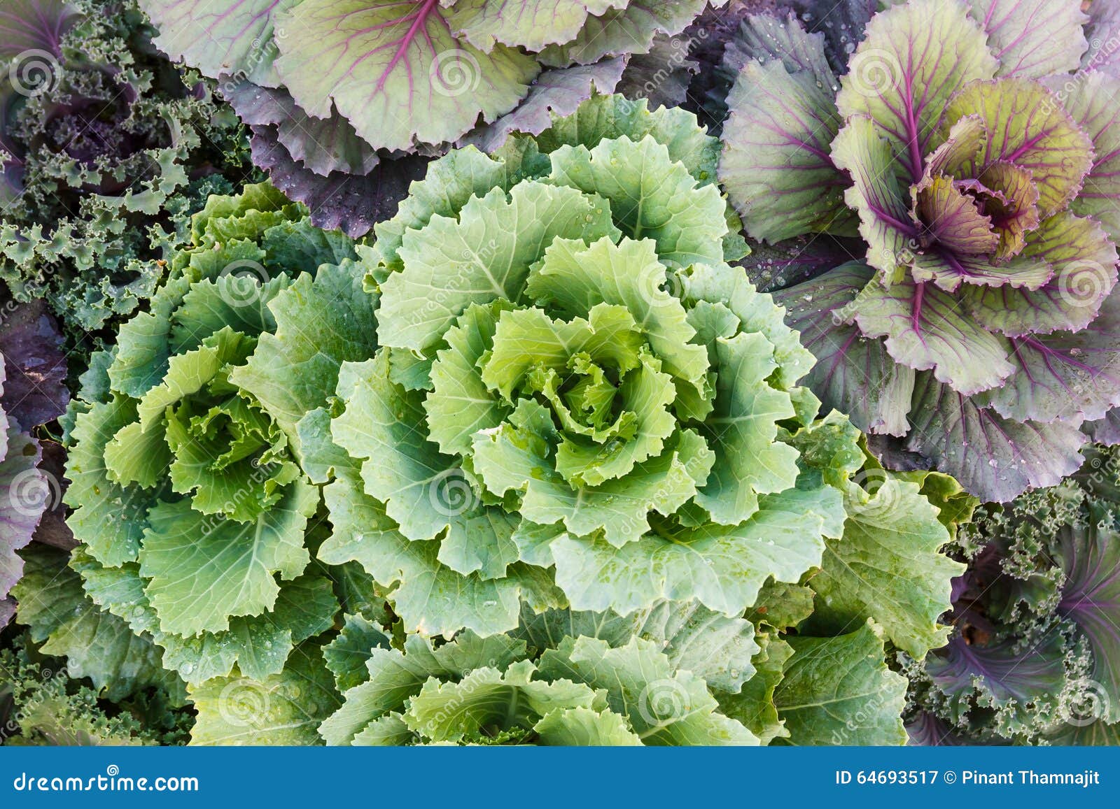 Detail of Beautiful Cabbage. Stock Image - Image of crop, detail: 64693517