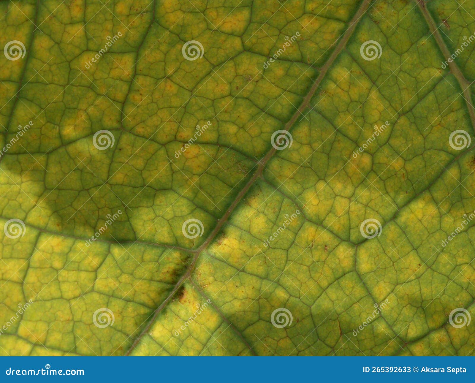 Beautiful Closeup Abstract Green Color Leaf Background Texture Stock ...