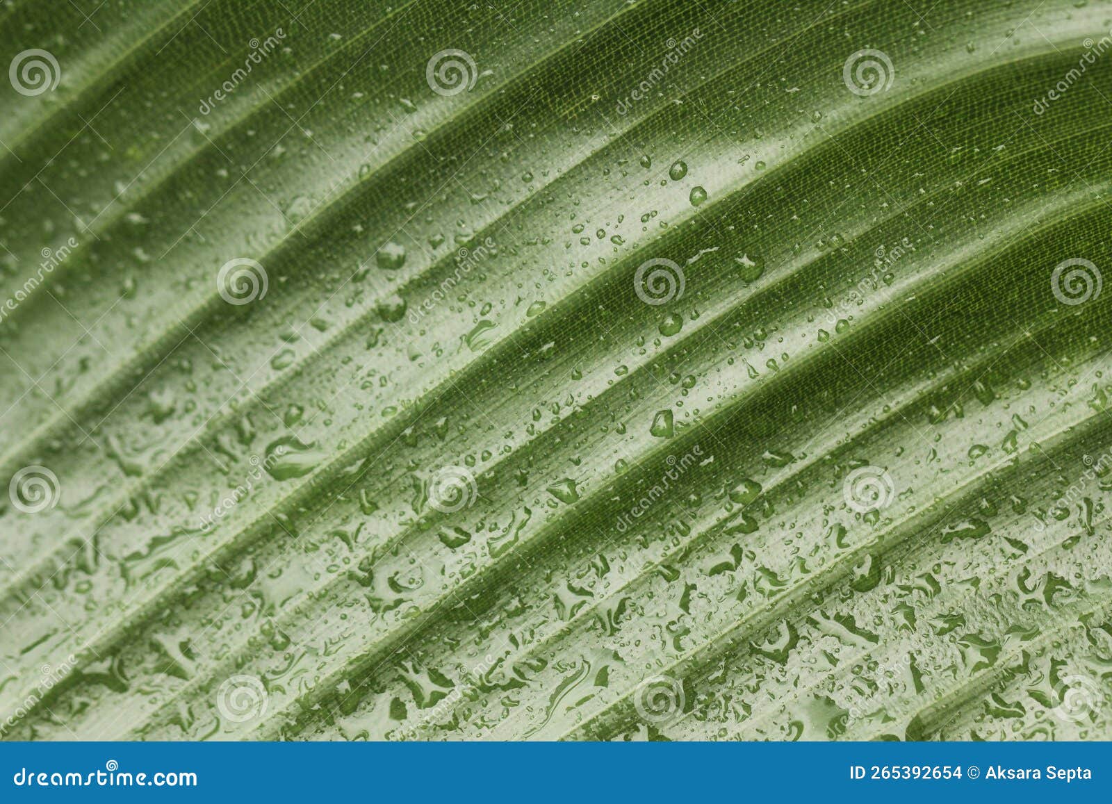 Beautiful Closeup Abstract Green Color Leaf Background Texture Stock ...