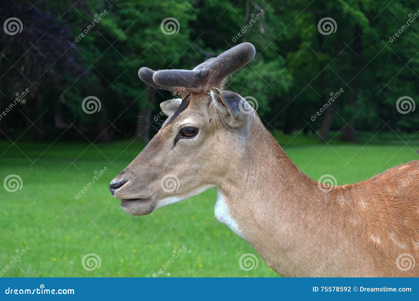 Detail of Beautiful Fallow Deer Stock Photo - Image of wild, nature ...