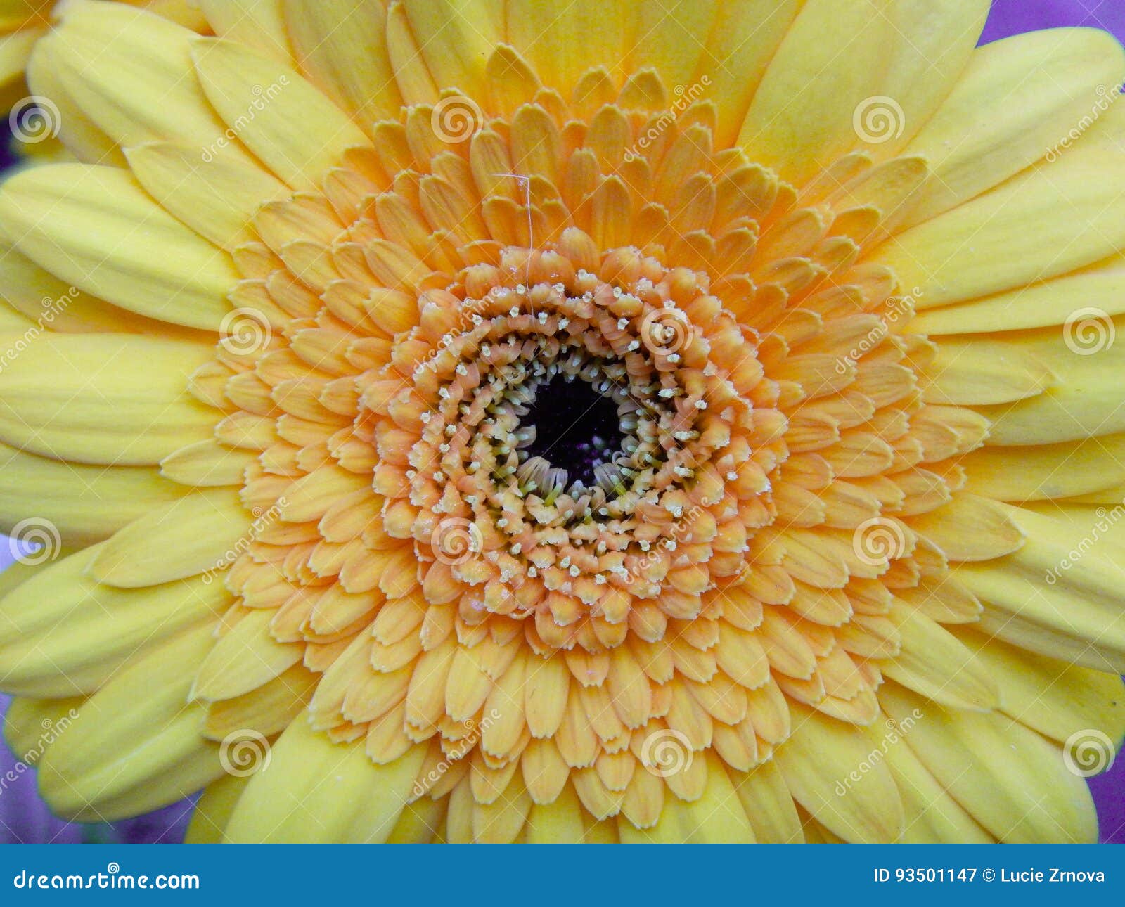 Detail of a Beautiful Yellow Flower Stock Image - Image of round, bloom ...