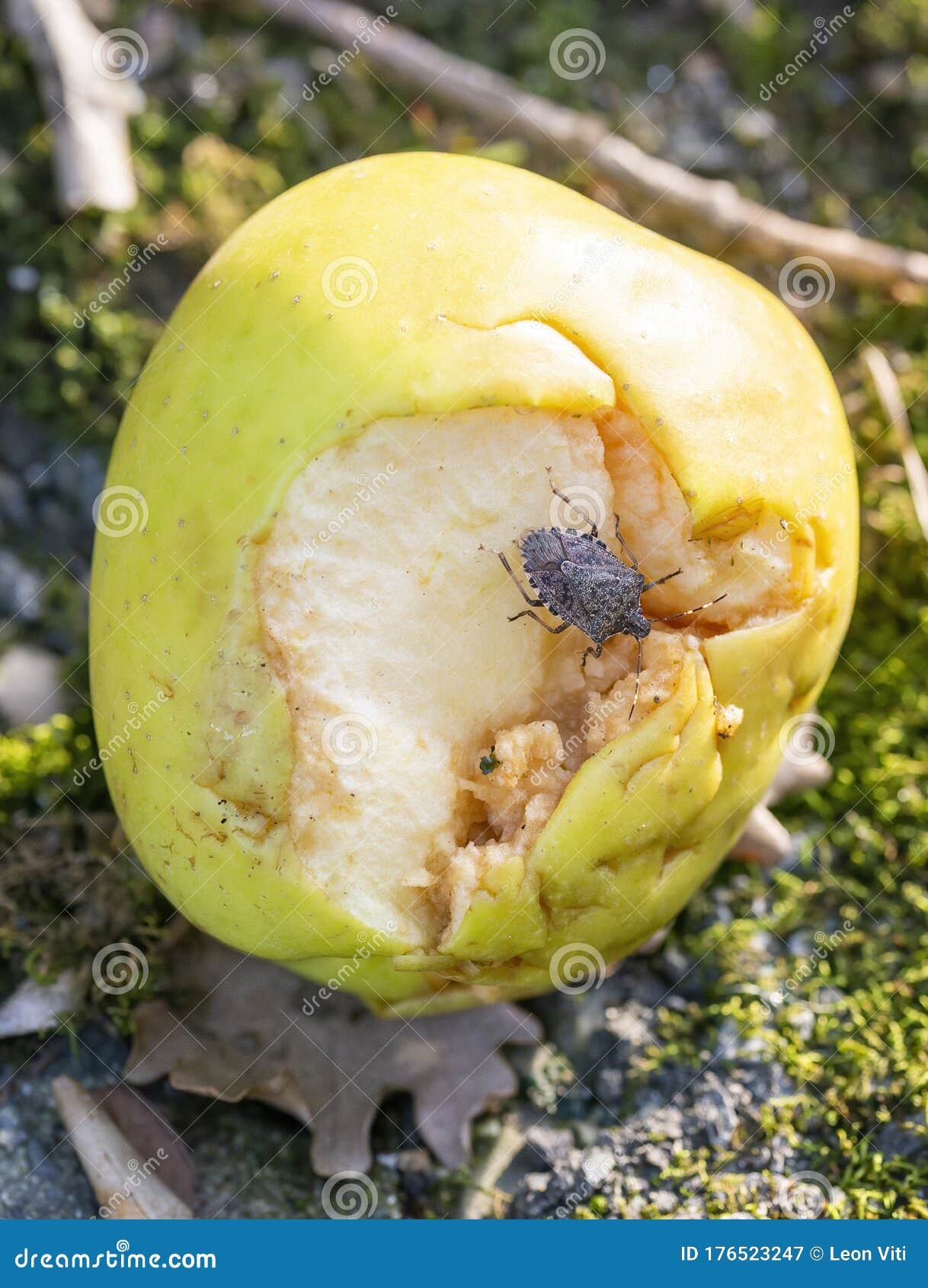 Detail of Bed Bug on Top a Apple Stock Illustration - Illustration of ...