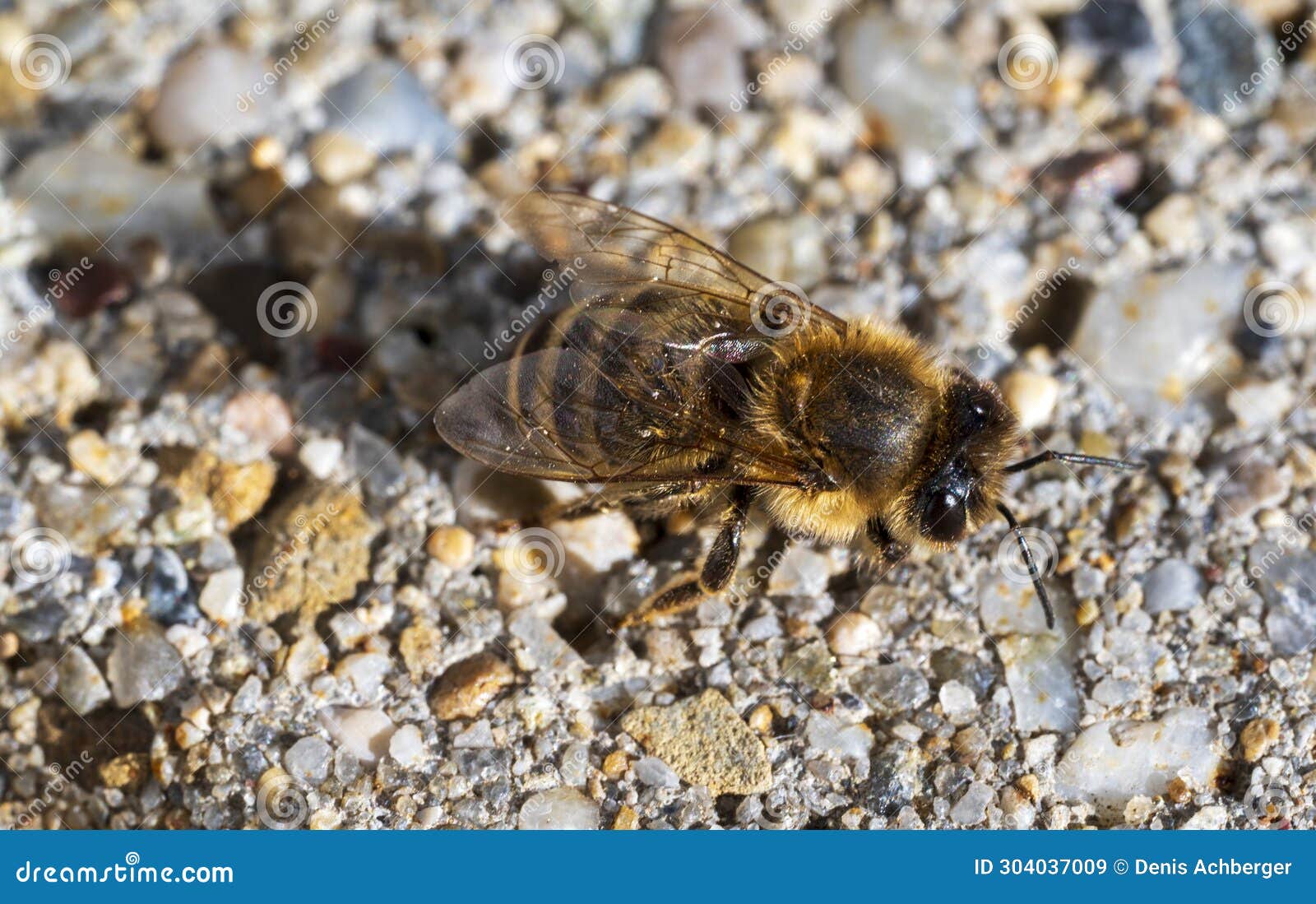 Detail of a Bee on a Concrete Floor Stock Image - Image of insect, farm ...