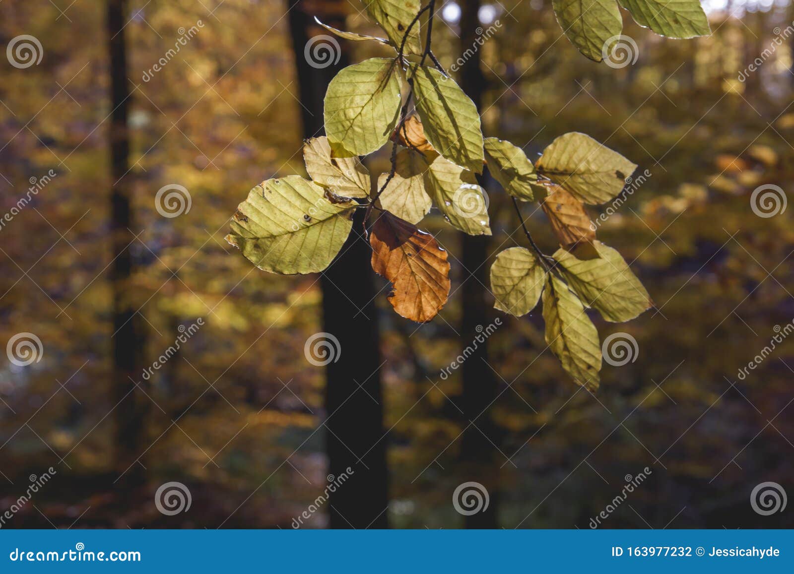 Detail of Beech Tree Leaves in Autumn Stock Photo - Image of ecology ...