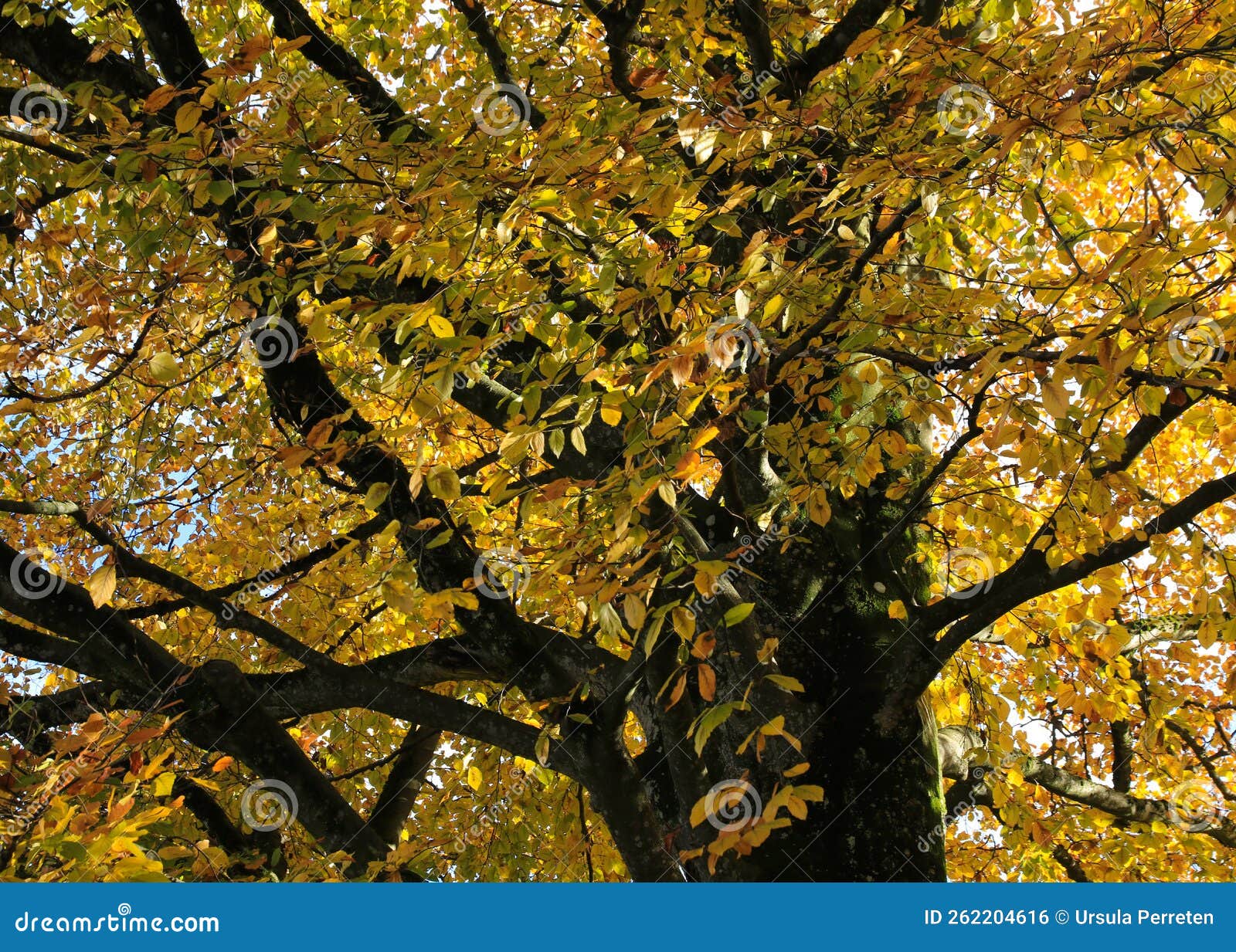 Detail of a Big Beech Tree in Autumn Stock Photo - Image of fall ...