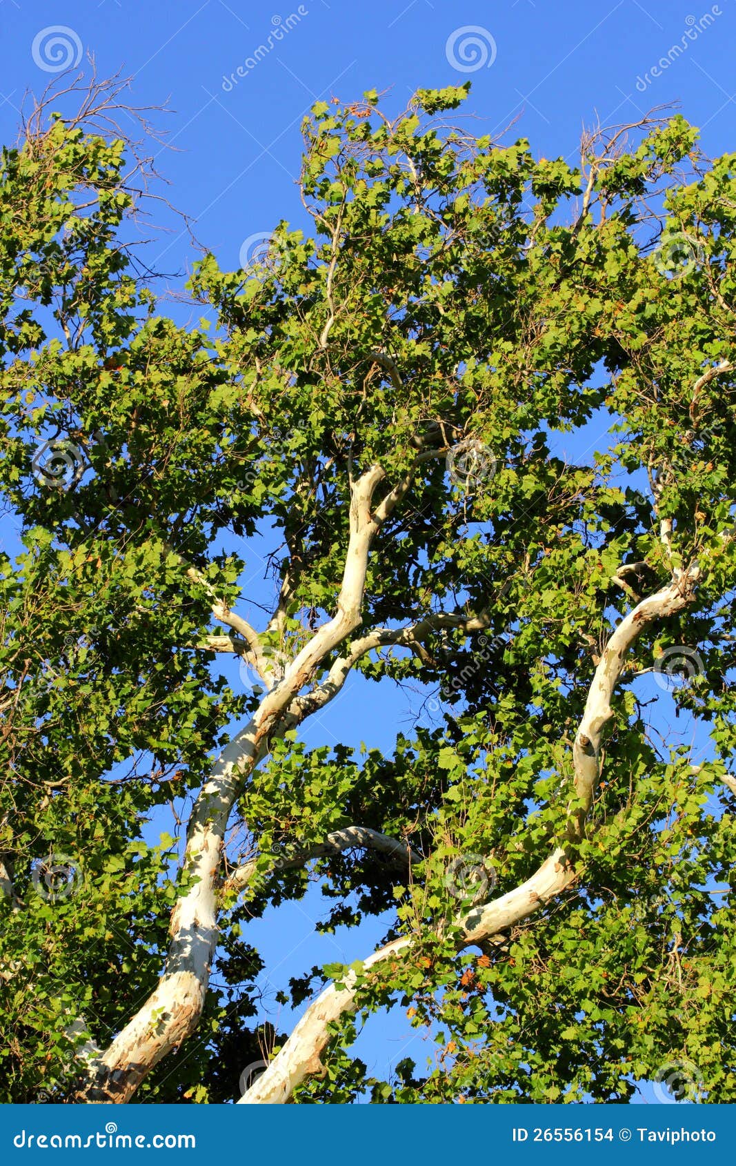 Detail of a big sycamore stock photo. Image of foliage - 26556154