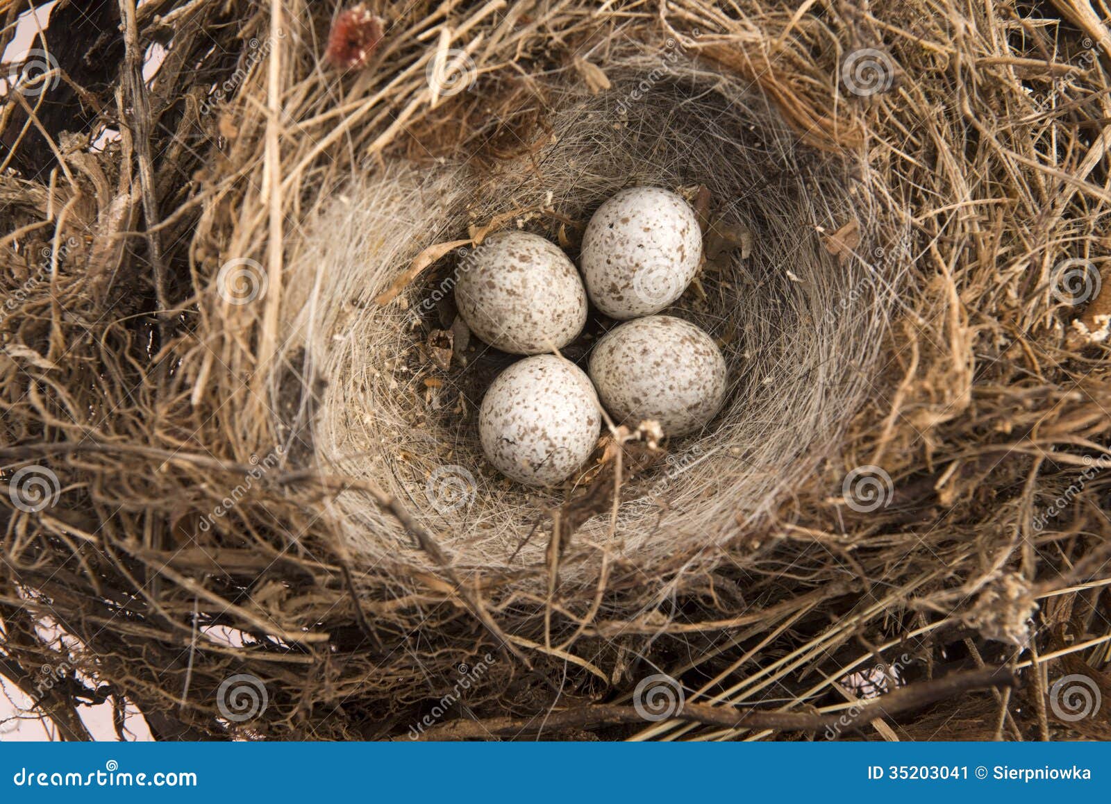 Detail of Bird Eggs in Nest Stock Image - Image of natural, nest: 35203041