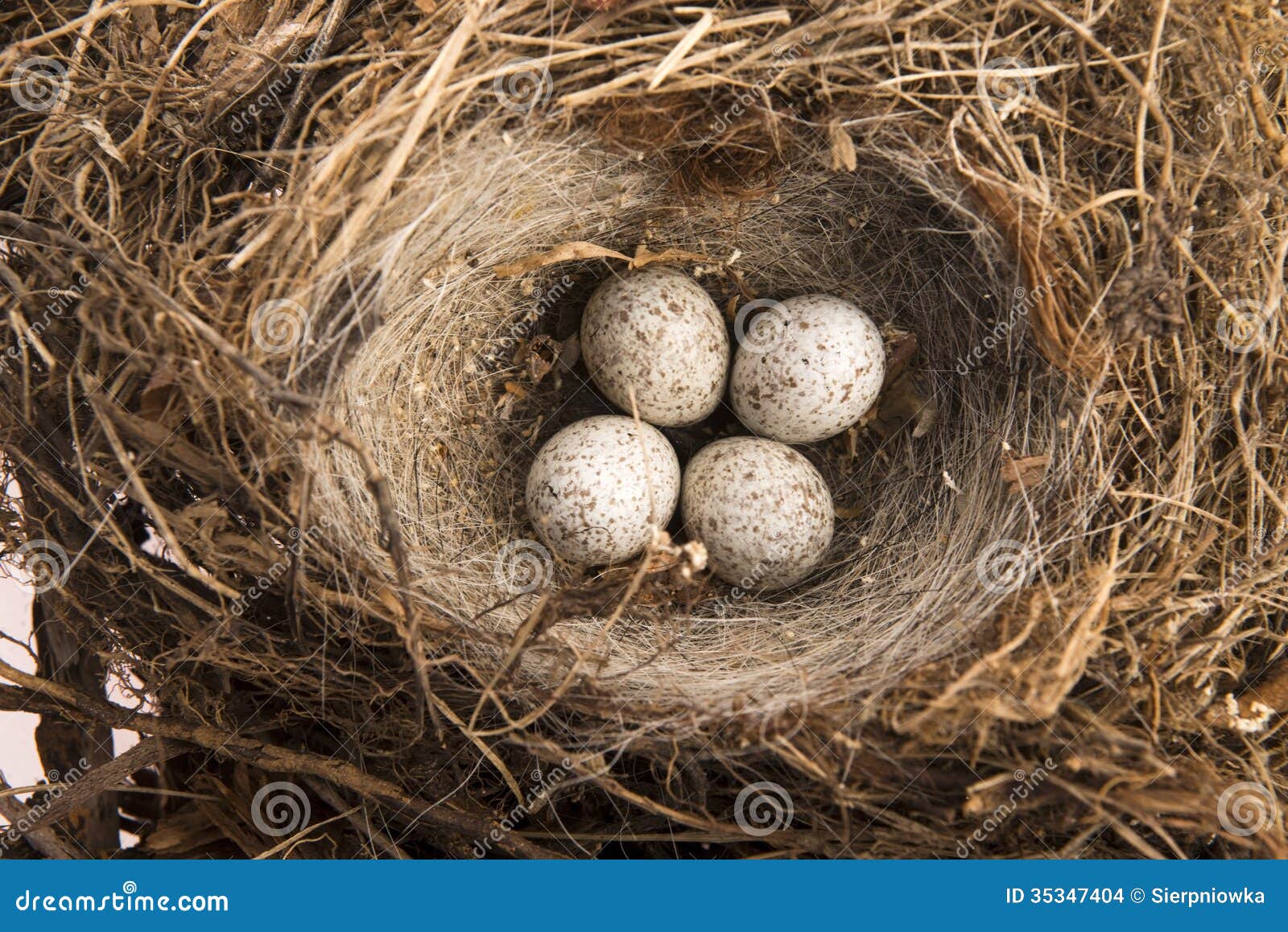 Detail of Bird Eggs in Nest Stock Photo - Image of birdhouse, shell ...