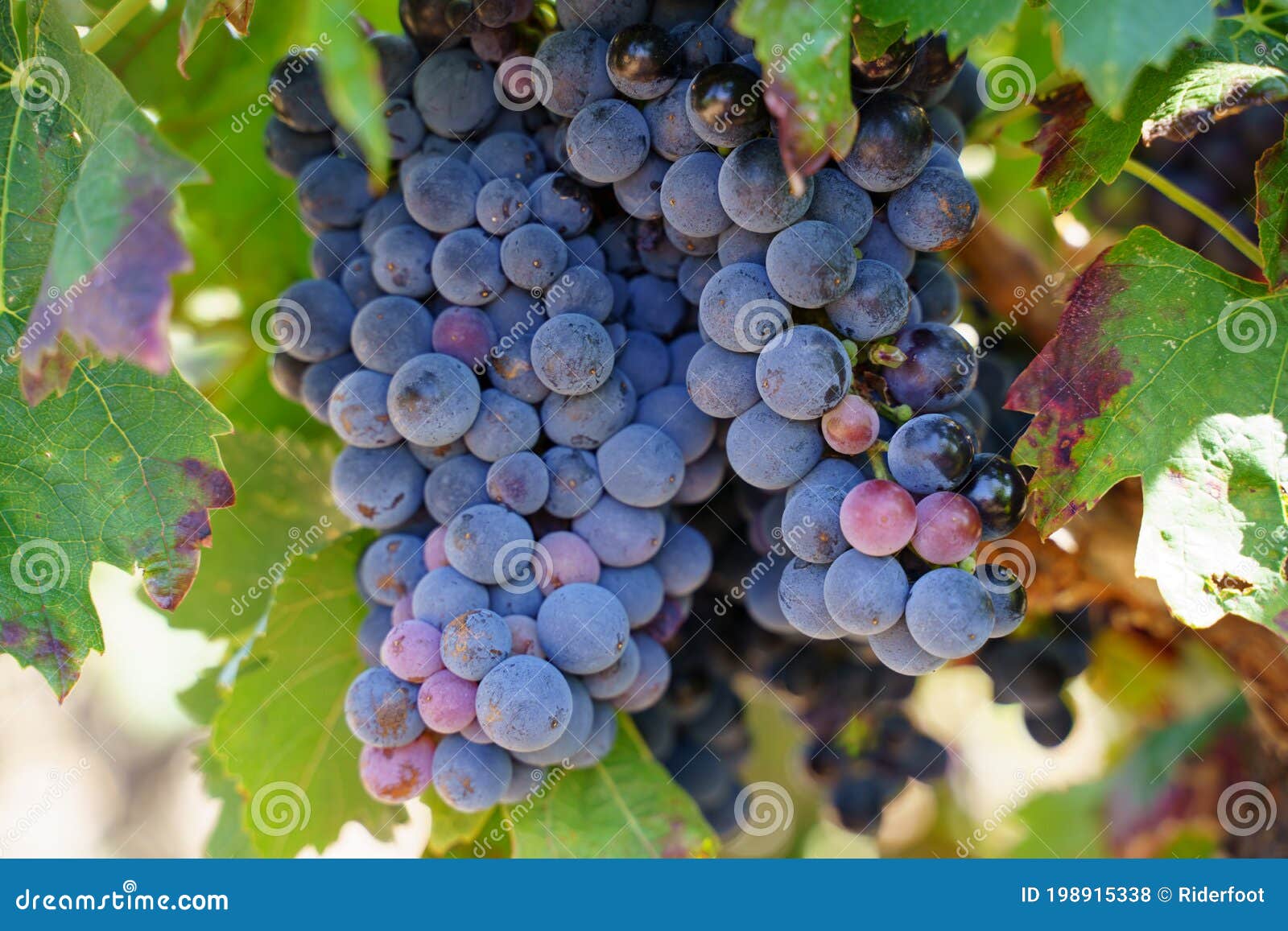 Detail of a Black Grape Cluster from a Tree in a Field Stock Photo ...
