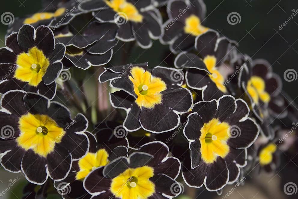 Detail of black Primrose stock photo. Image of bloom, black - 2124968