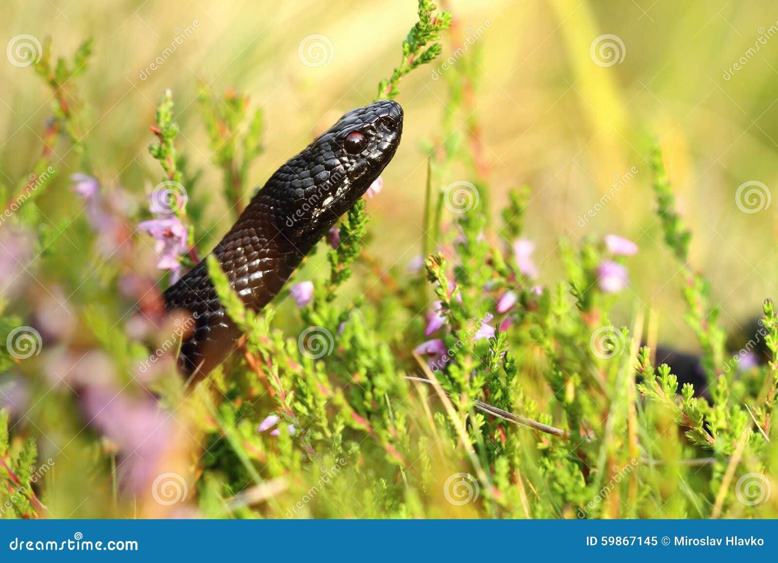 Detail of black viper stock image. Image of viper, danger - 59867145
