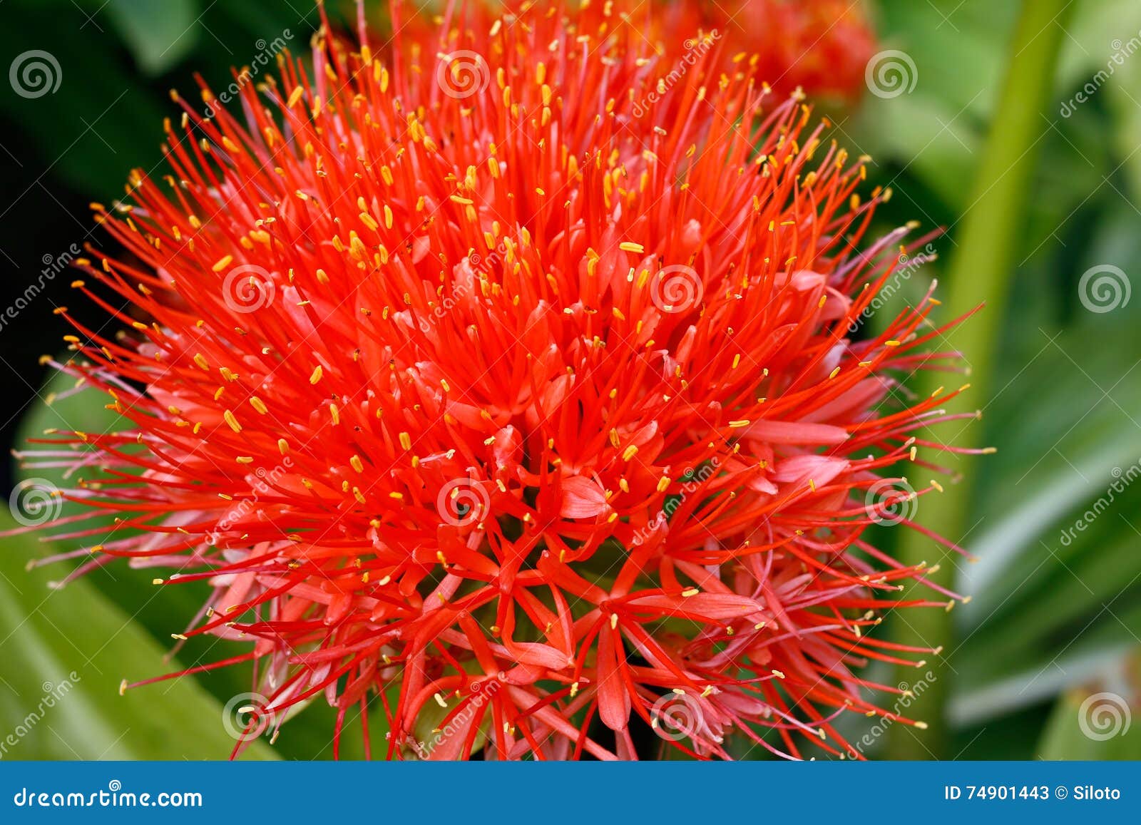 Detail of the blood lily stock image. Image of bloom - 74901443