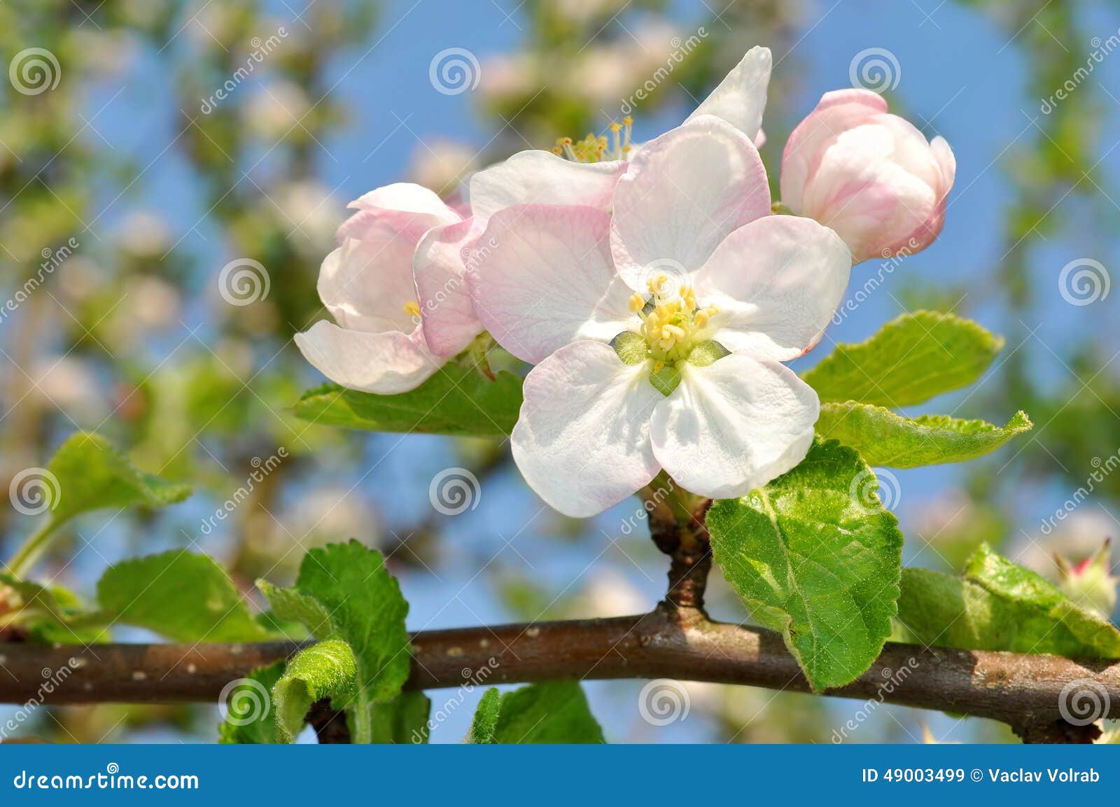 Detail Blooming Apple Tree Branch Stock Image - Image of closeup, petal ...