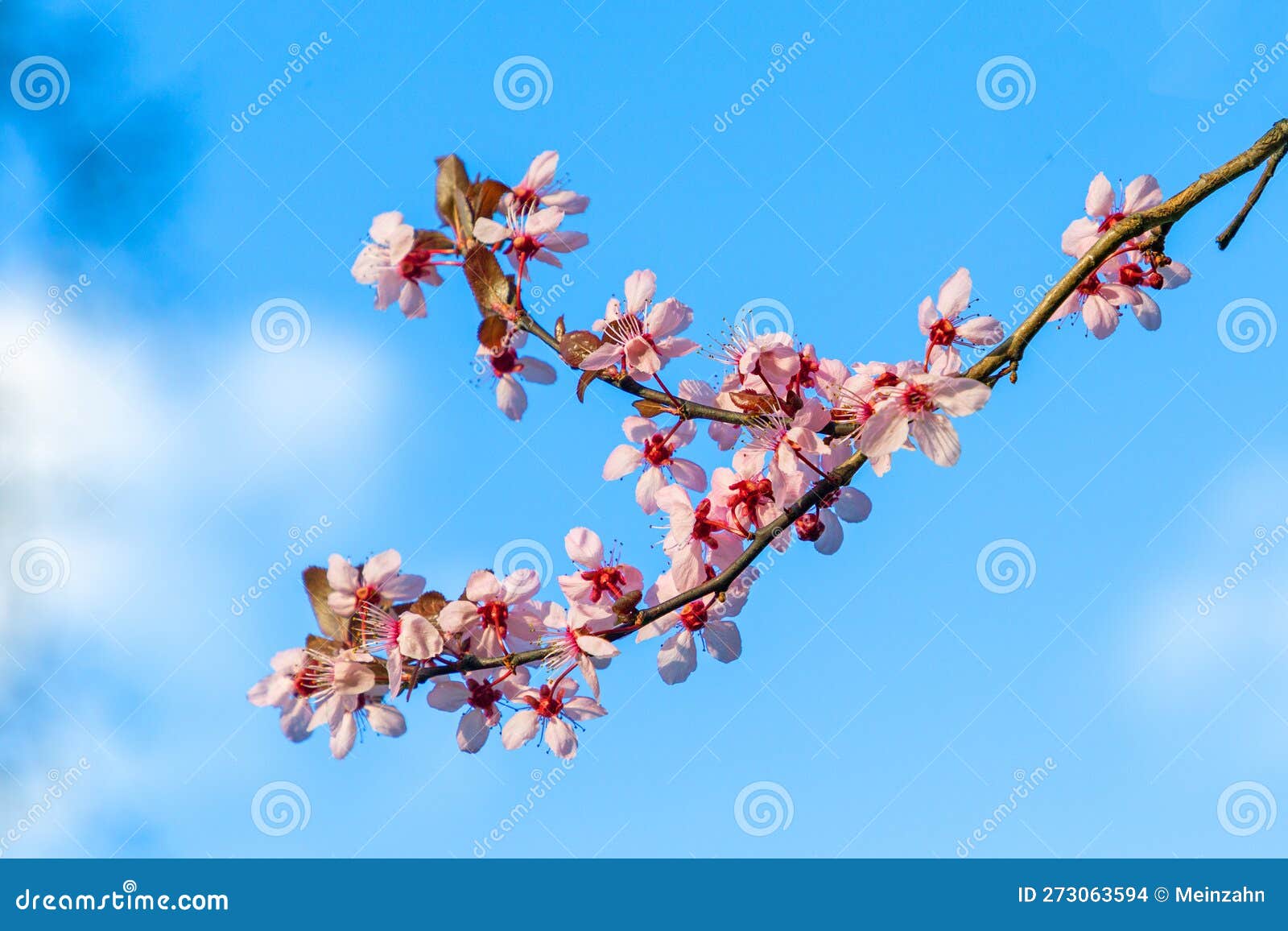 Detail of Blooming Cherry Bud in Harmony Stock Photo - Image of ...