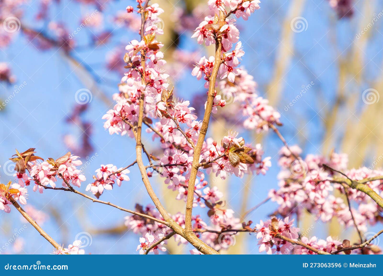 Detail of Blooming Cherry Bud in Harmony Stock Photo - Image of blossom ...