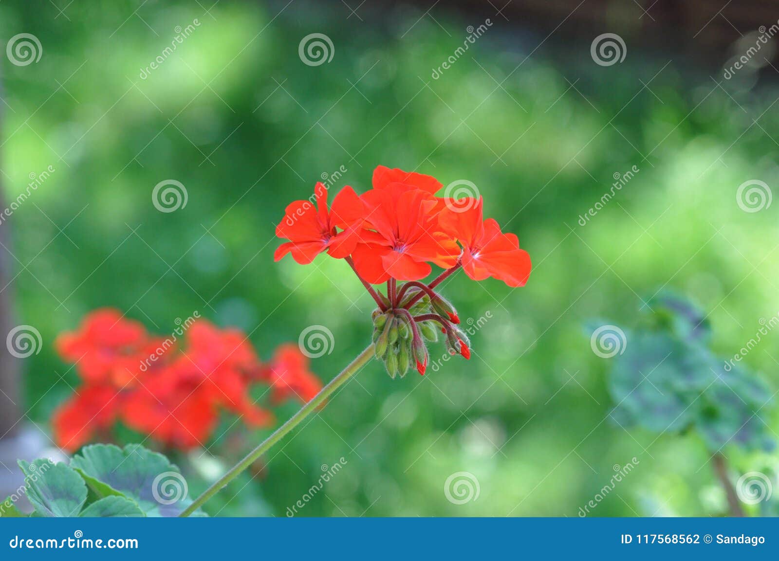 Geraniums stock photo. Image of geraniums, building - 117568562