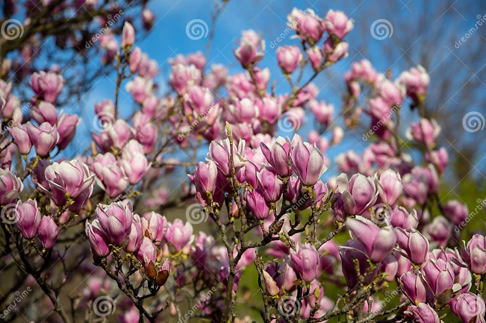 Detail of Blooming Magnolia Tree in Spring Stock Photo - Image of ...