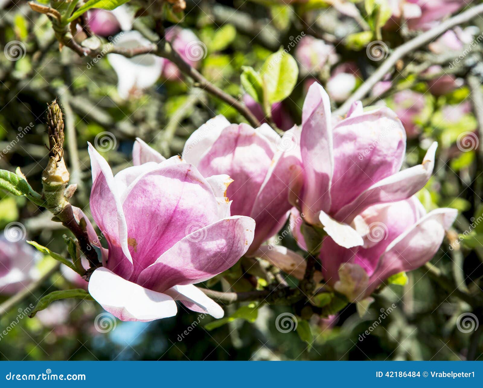 Detail of Blooming Magnolia Tree Stock Photo - Image of flora ...